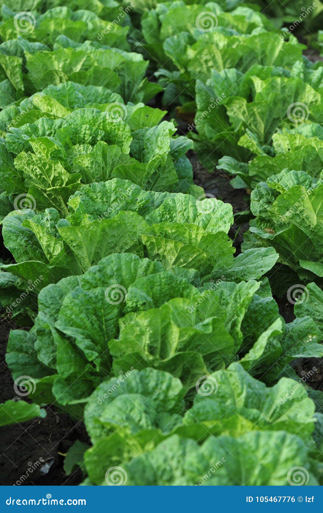 Chinese cabbage at field stock photo. Image of crops - 105467776