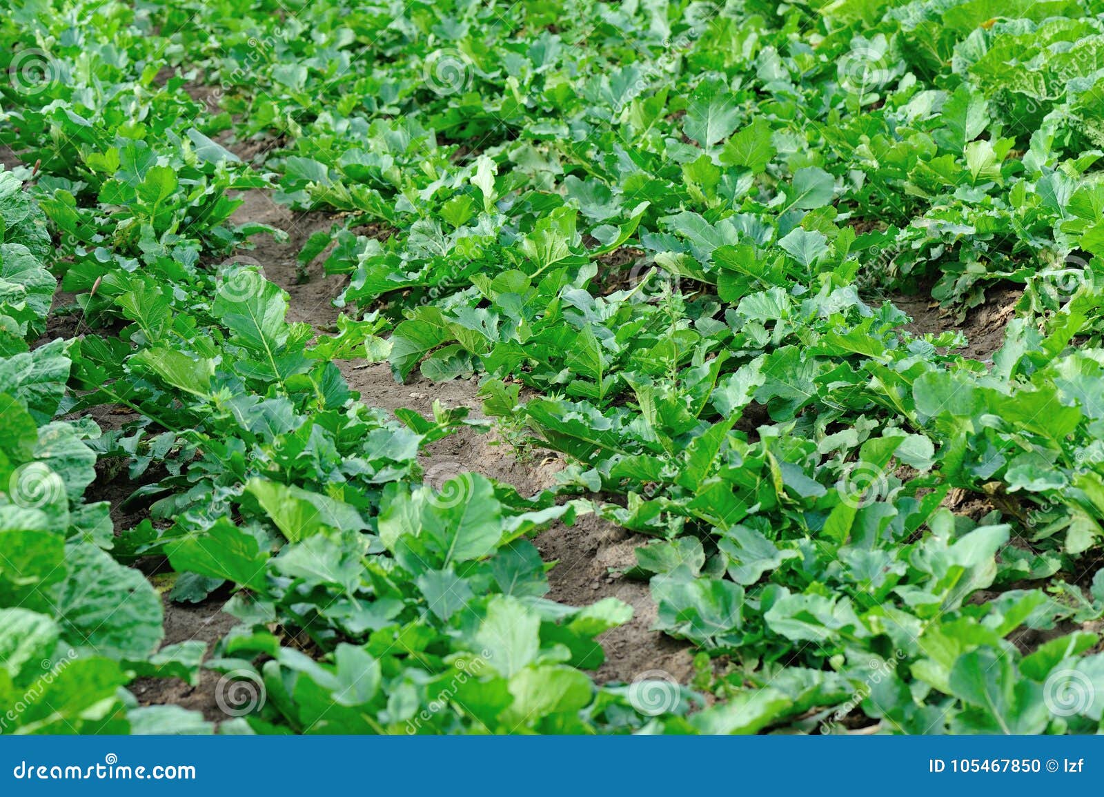 Chinese cabbage at field stock photo. Image of nature - 105467850