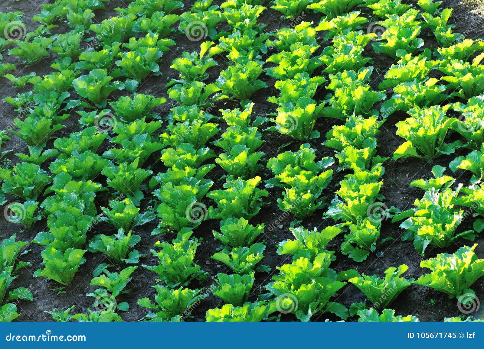 Chinese cabbage at field stock image. Image of field - 105671745