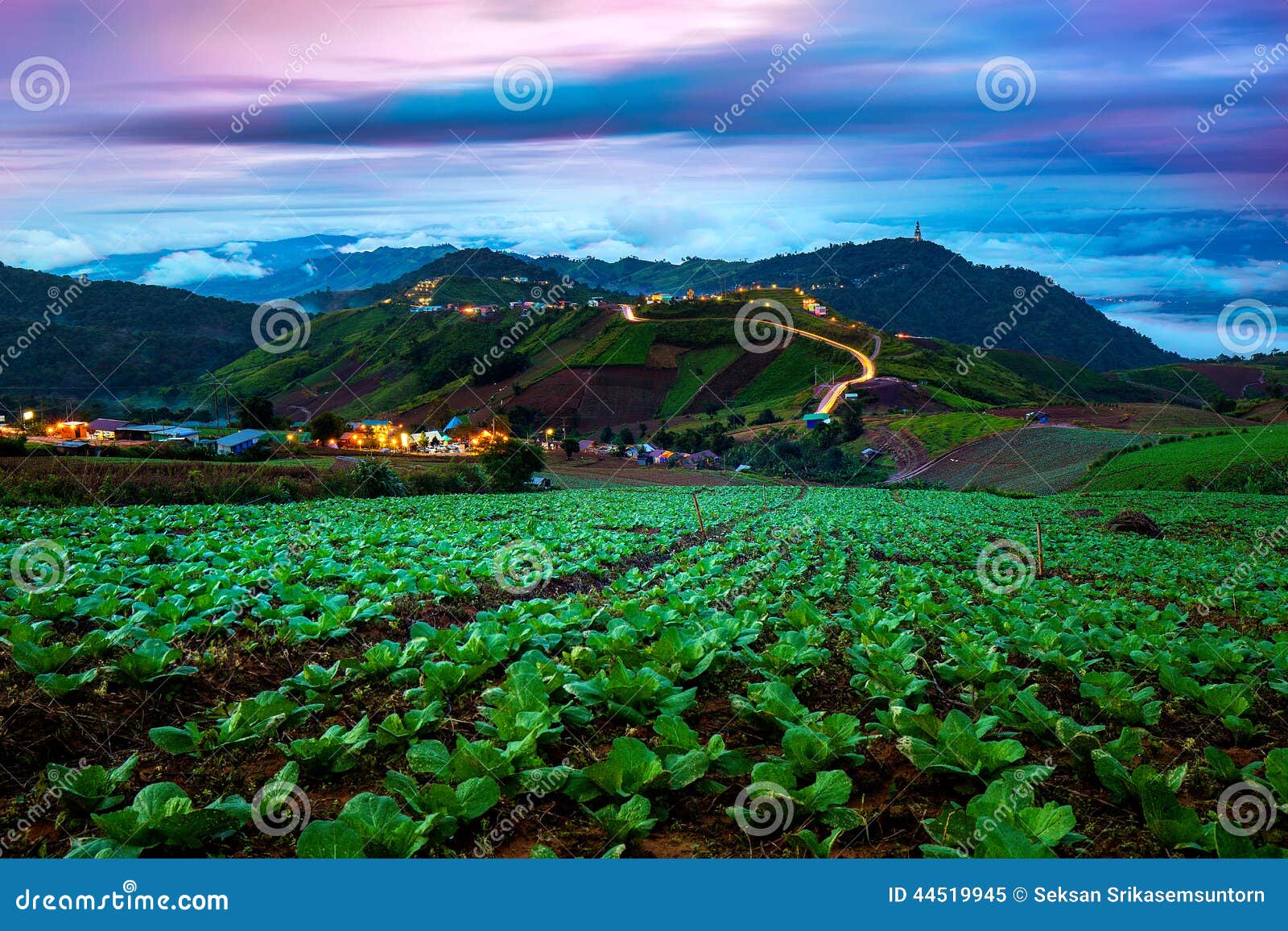Chinese Cabbage Field in Rural Life Stock Image - Image of curve, north ...