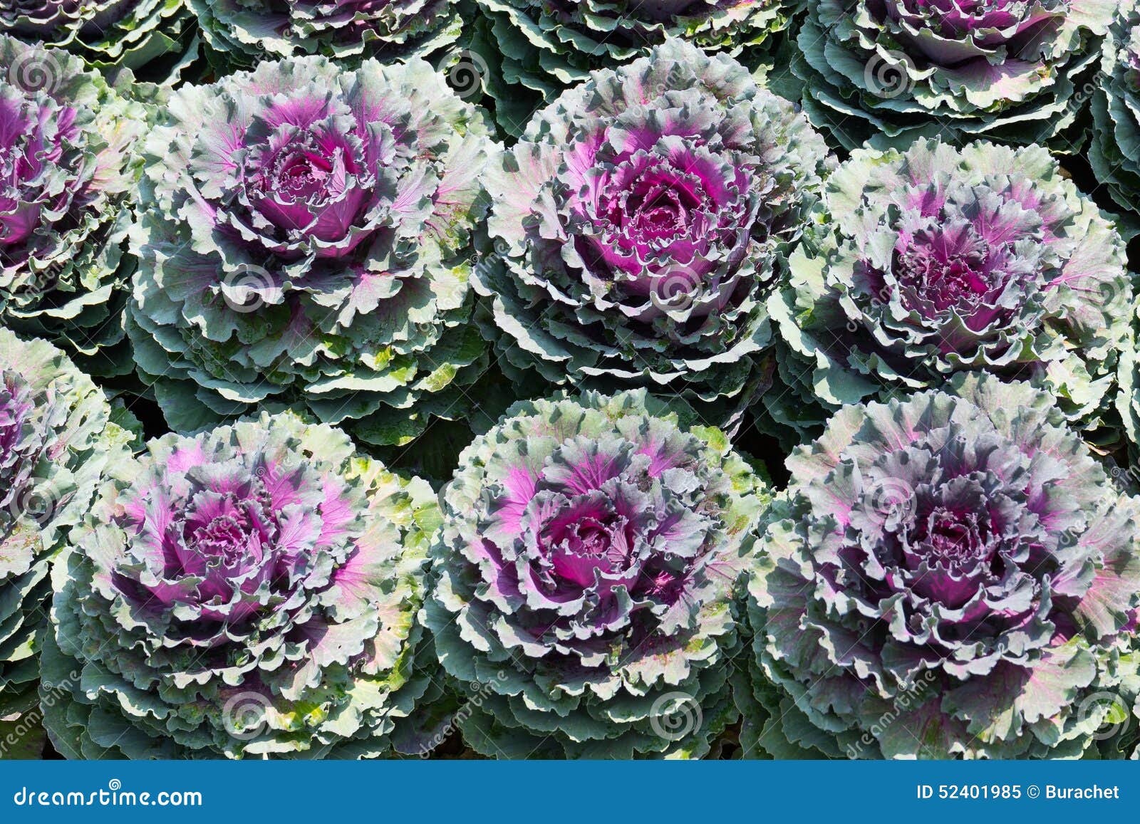 Chinese Cabbage stock image. Image of head, health, grow - 52401985