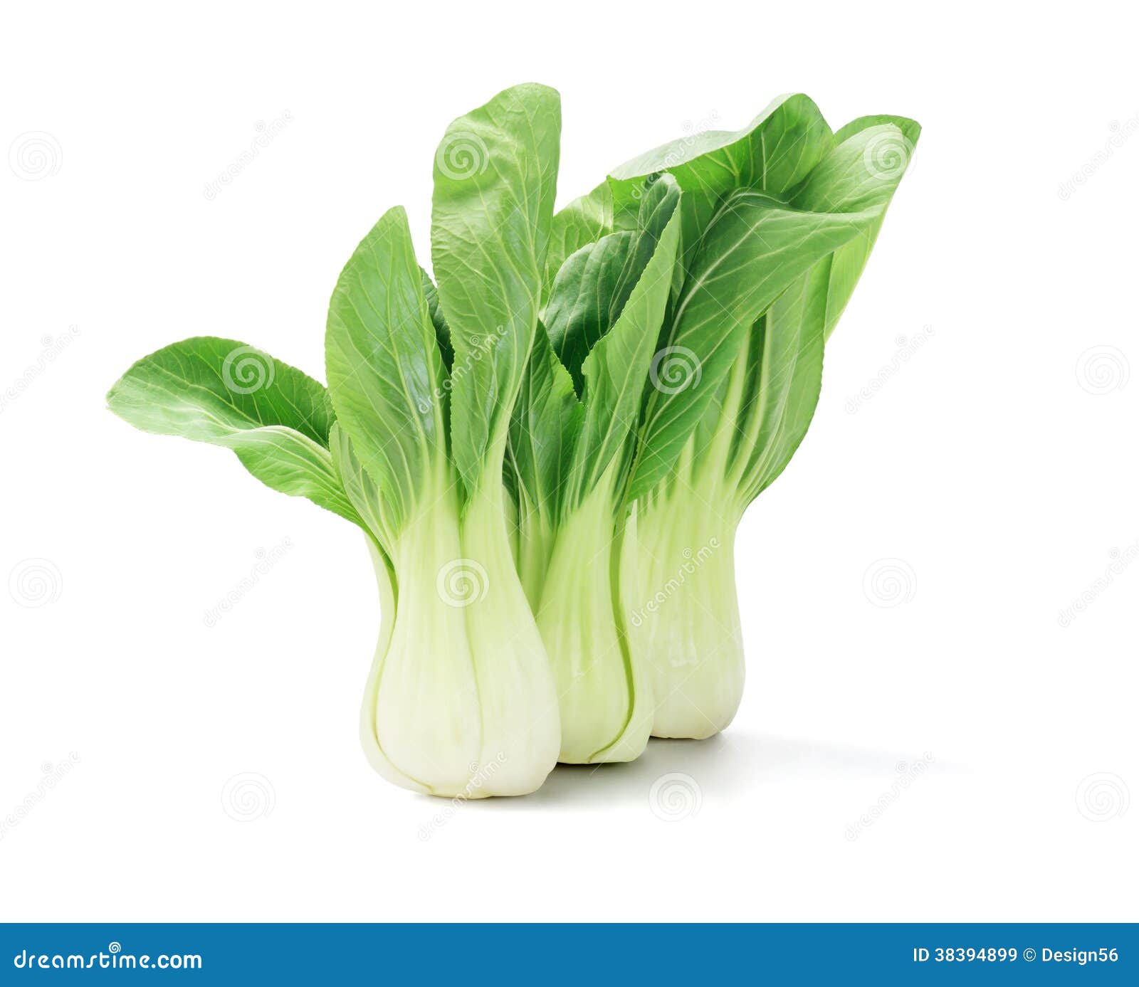 Chinese Cabbage Planting Water Hydroponics Royalty-Free Stock Image ...