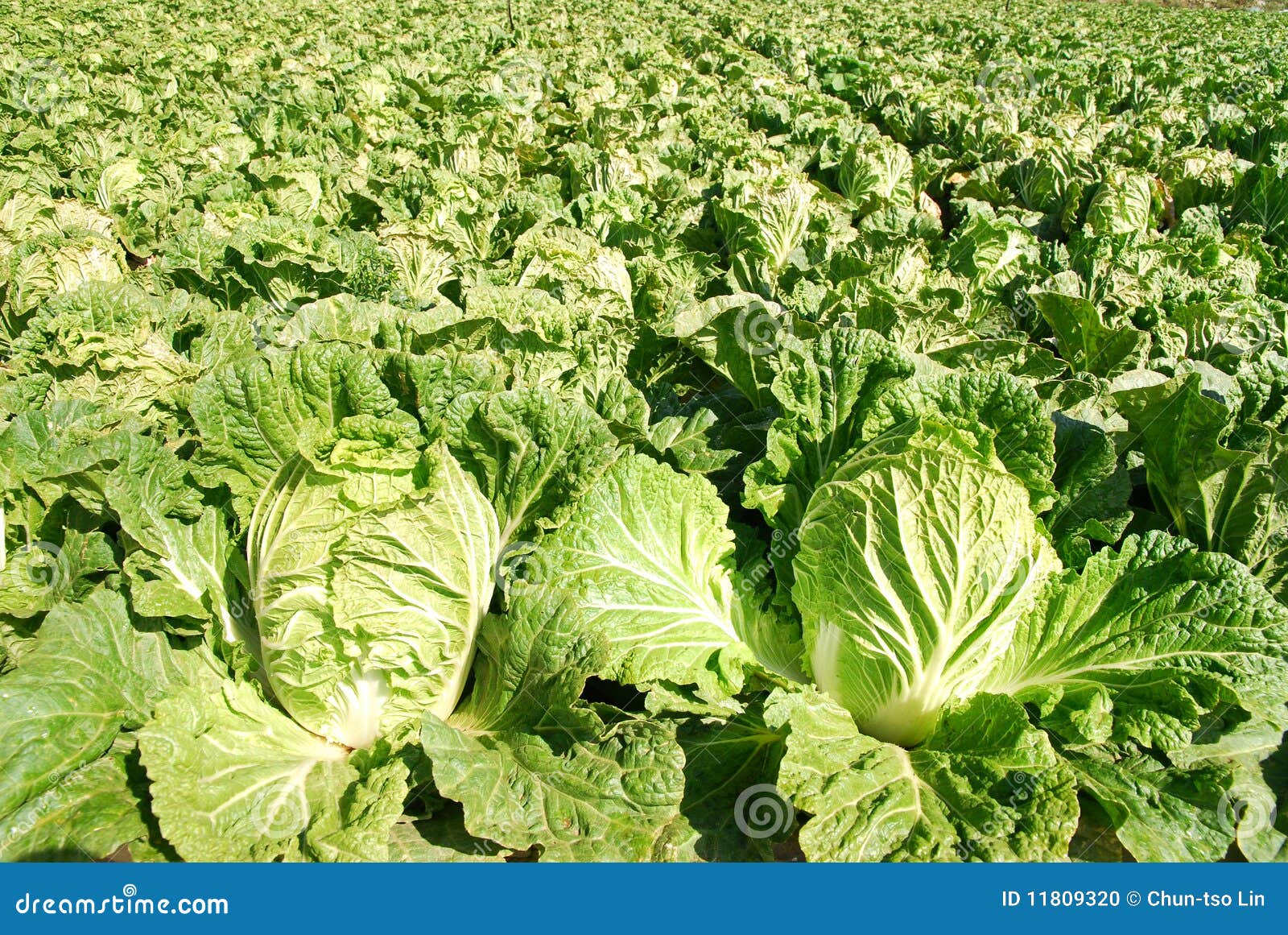 Chinese Cabbage,green Vegetable . Stock Photo - Image of crop, leaf ...