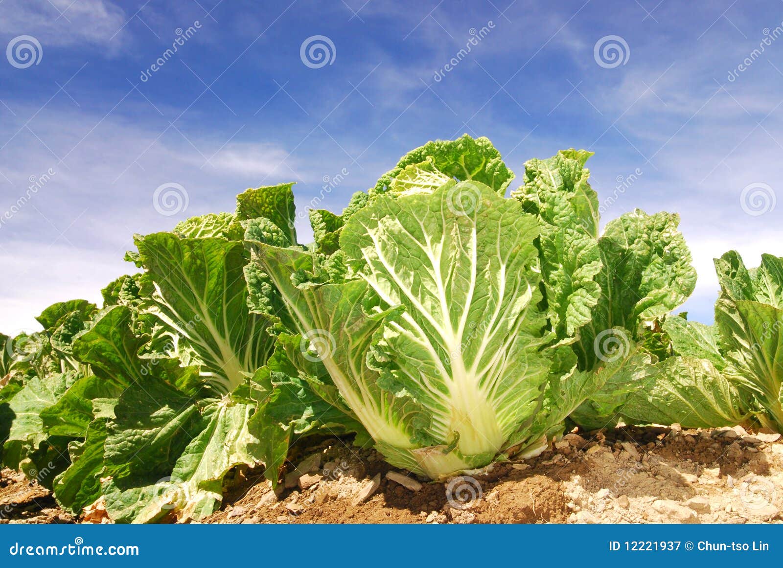 Chinese Cabbage,green Vegetable . Stock Image - Image of farm, green ...