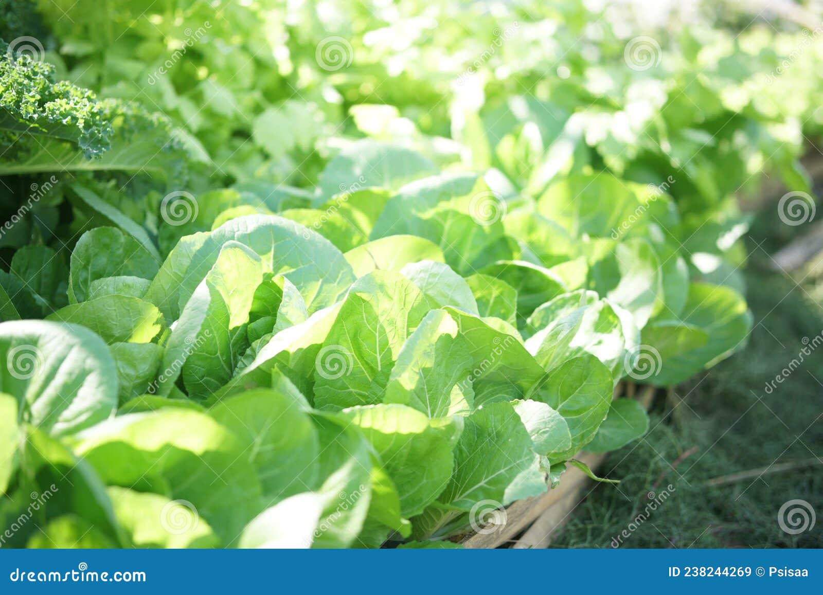 Chinese Cabbage Growing in Vegetable Garden Stock Image - Image of ...