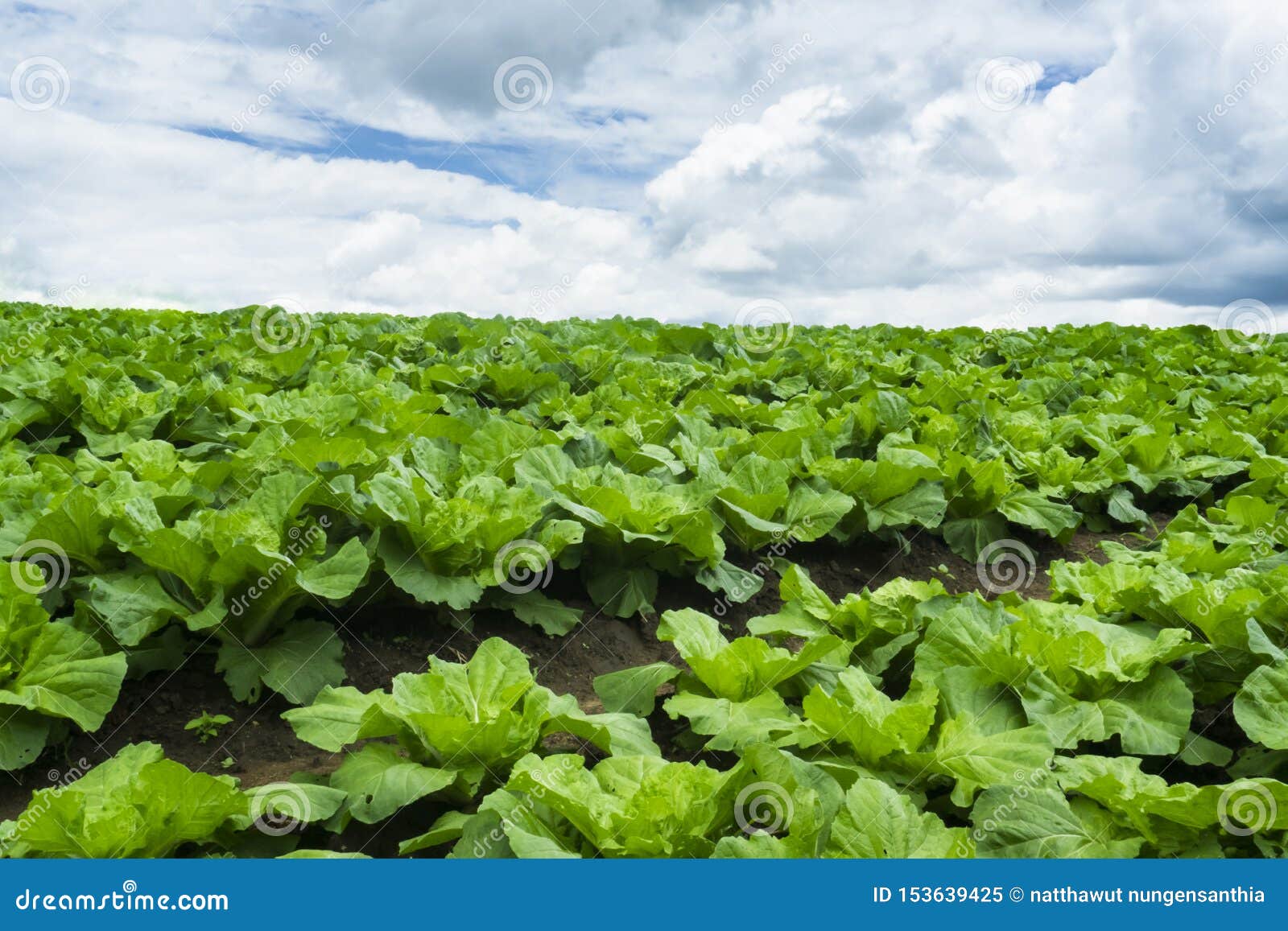 Chinese Cabbage is Grown in a Fully Grown Vegetable Plot,Cabbage ...