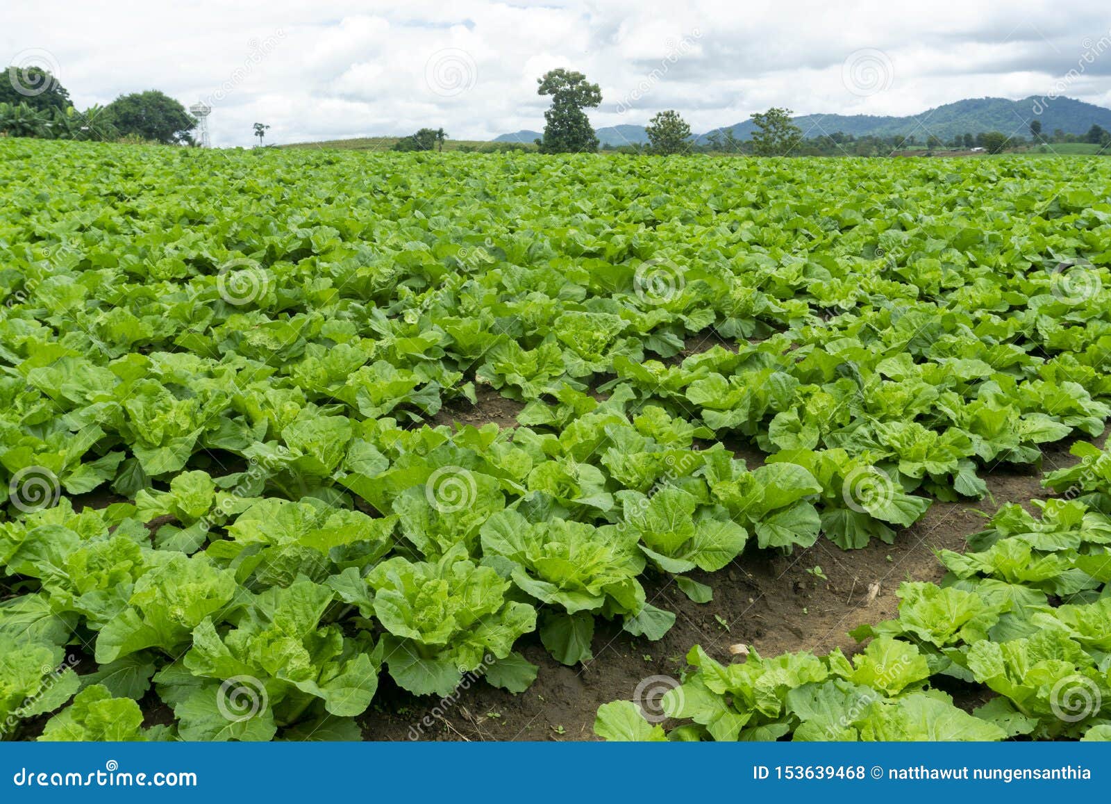 Chinese Cabbage is Grown in a Fully Grown Vegetable Plot,Cabbage ...