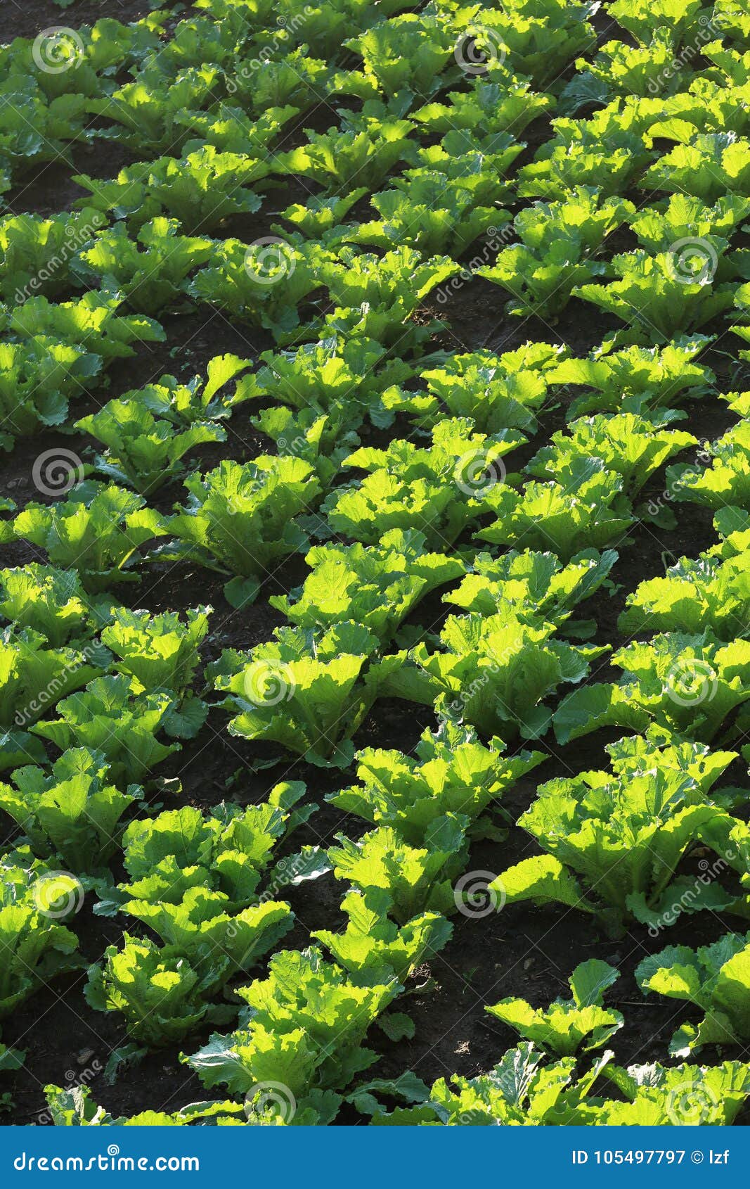 Chinese cabbage at field stock image. Image of crop - 105497797