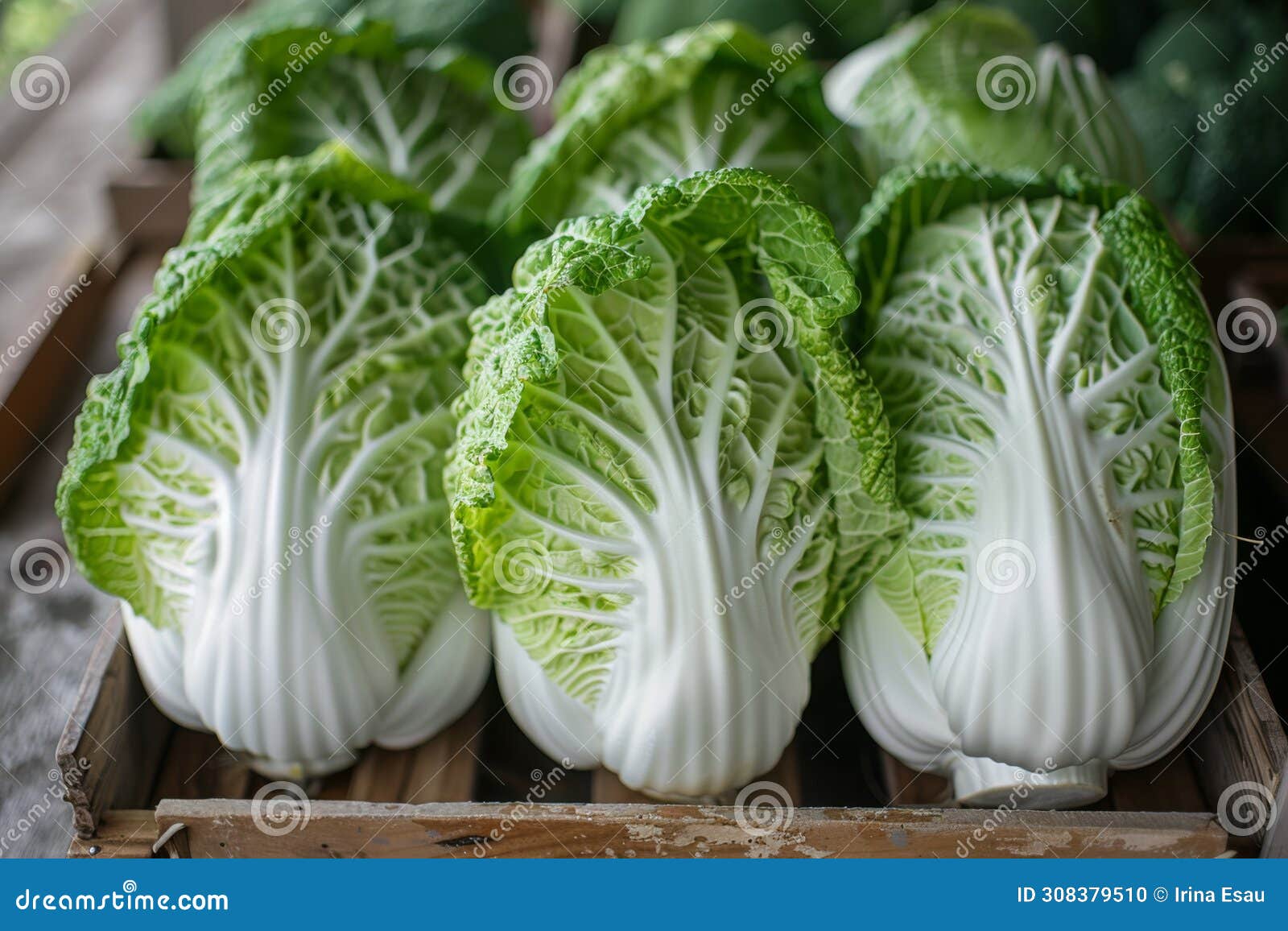 Chinese Cabbage Heads in Wooden Crate Stock Photo - Image of ...