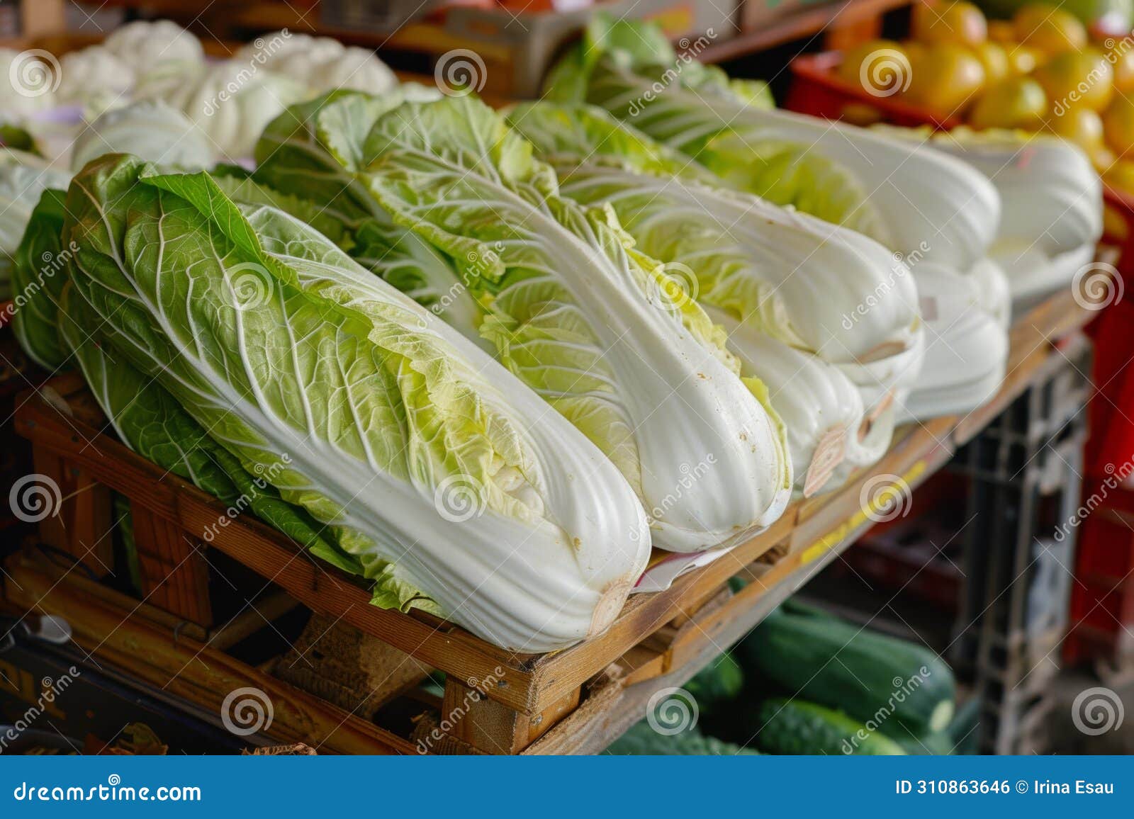 Chinese Cabbage Heads in Wooden Crate Stock Photo - Image of ...