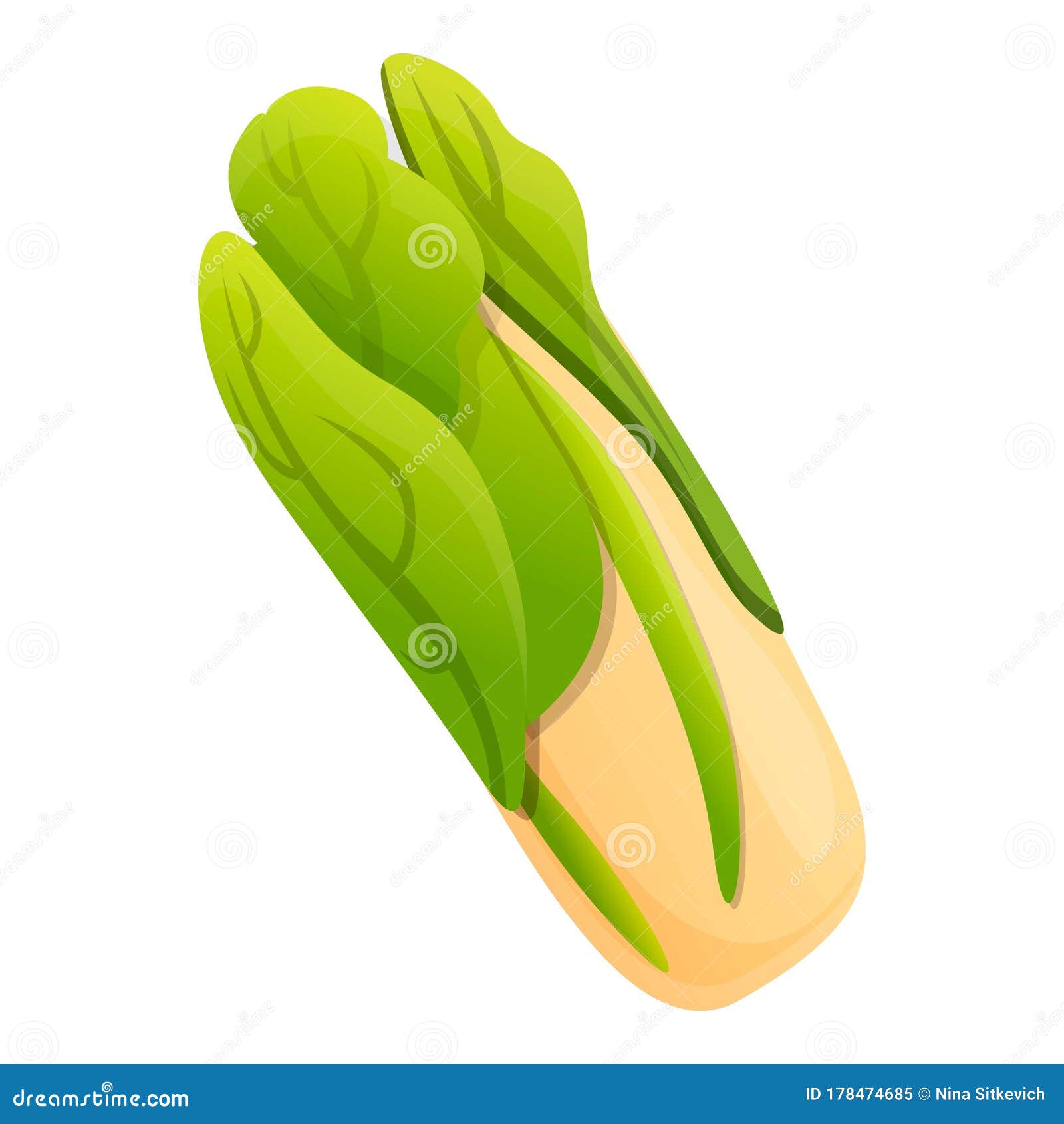 Chinese Cabbage Icon, Cartoon Style Stock Vector - Illustration of ...