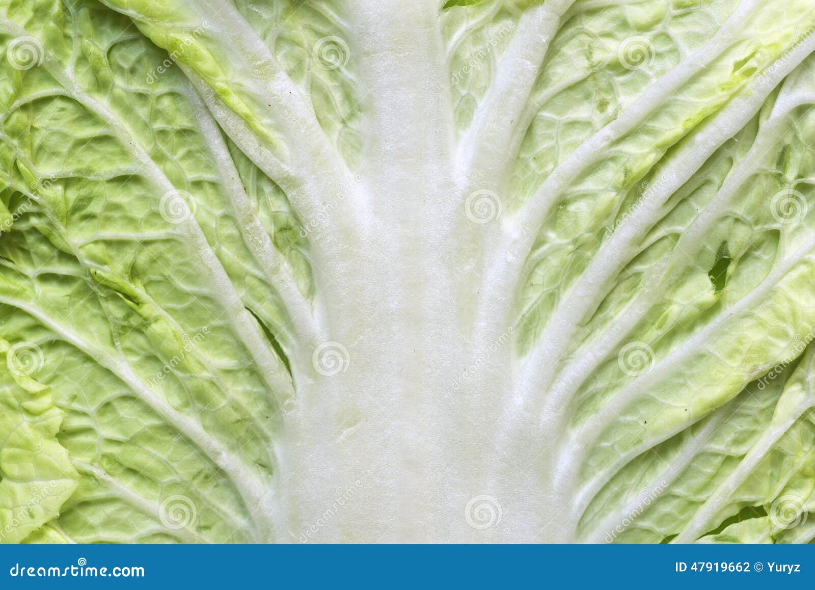 Chinese cabbage stock photo. Image of fragment, shape - 47919662