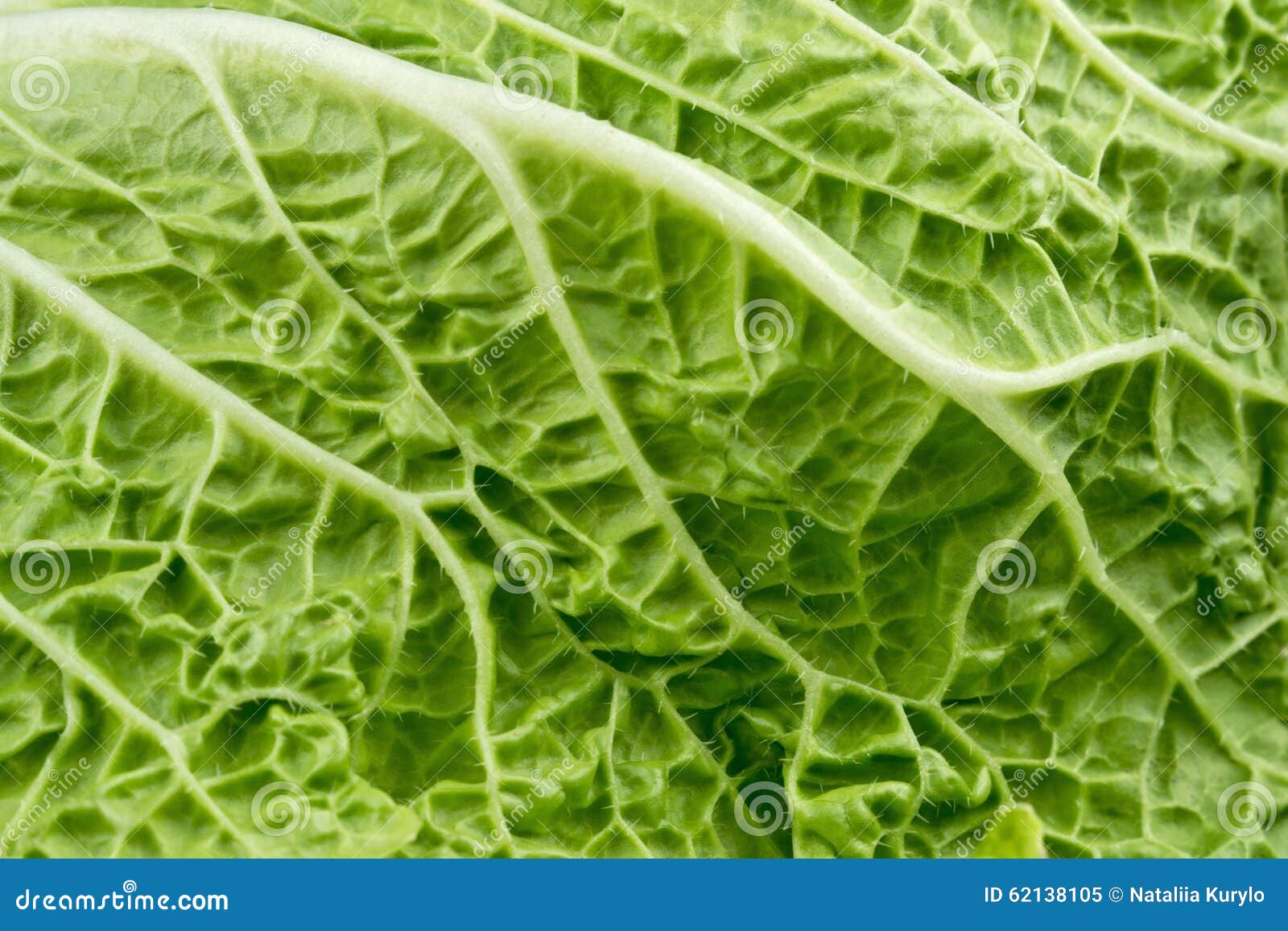 Chinese cabbage leaf stock image. Image of rich, food - 62138105