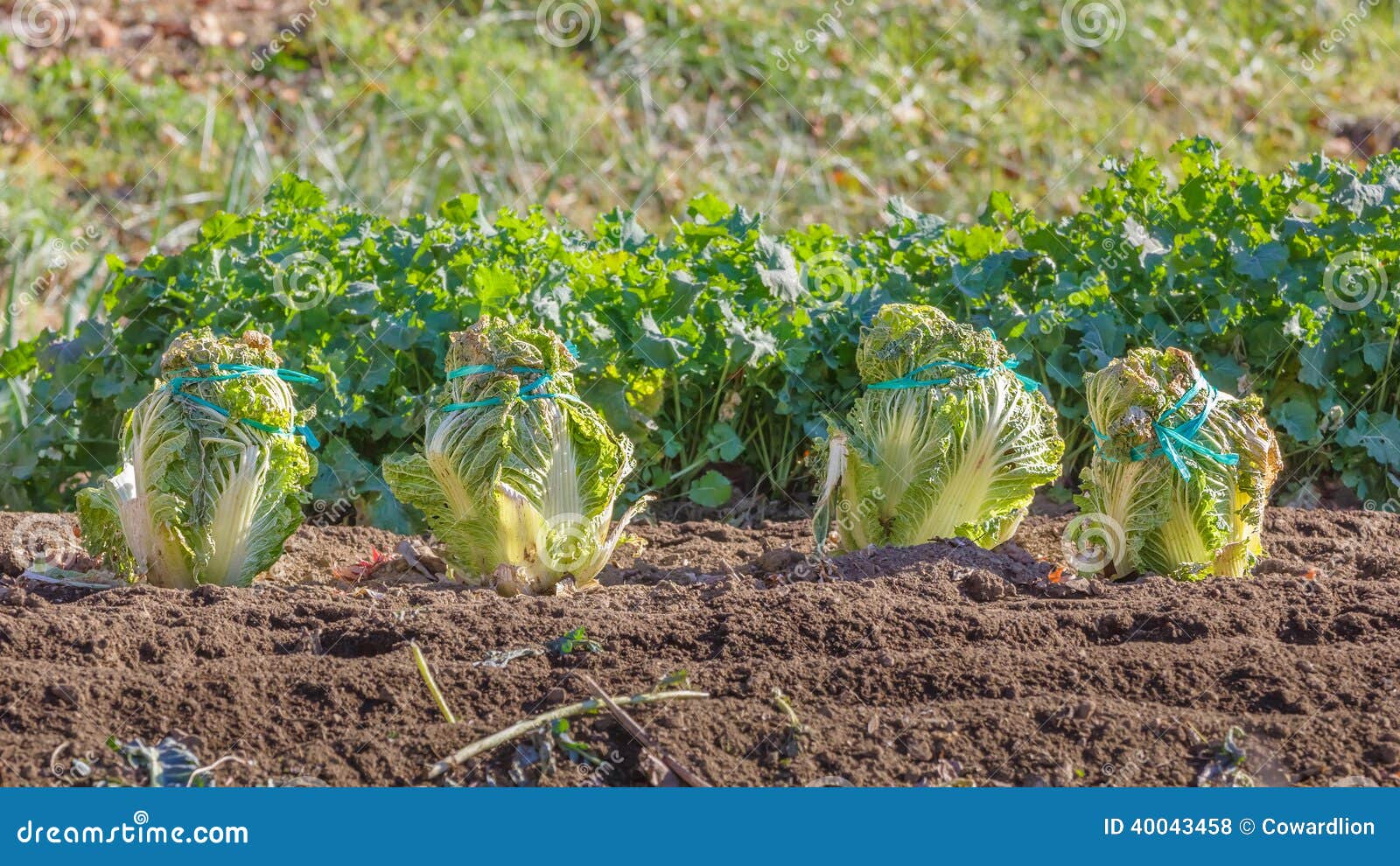 Chinese Cabbage on a Plantation Field Stock Photo - Image of food ...