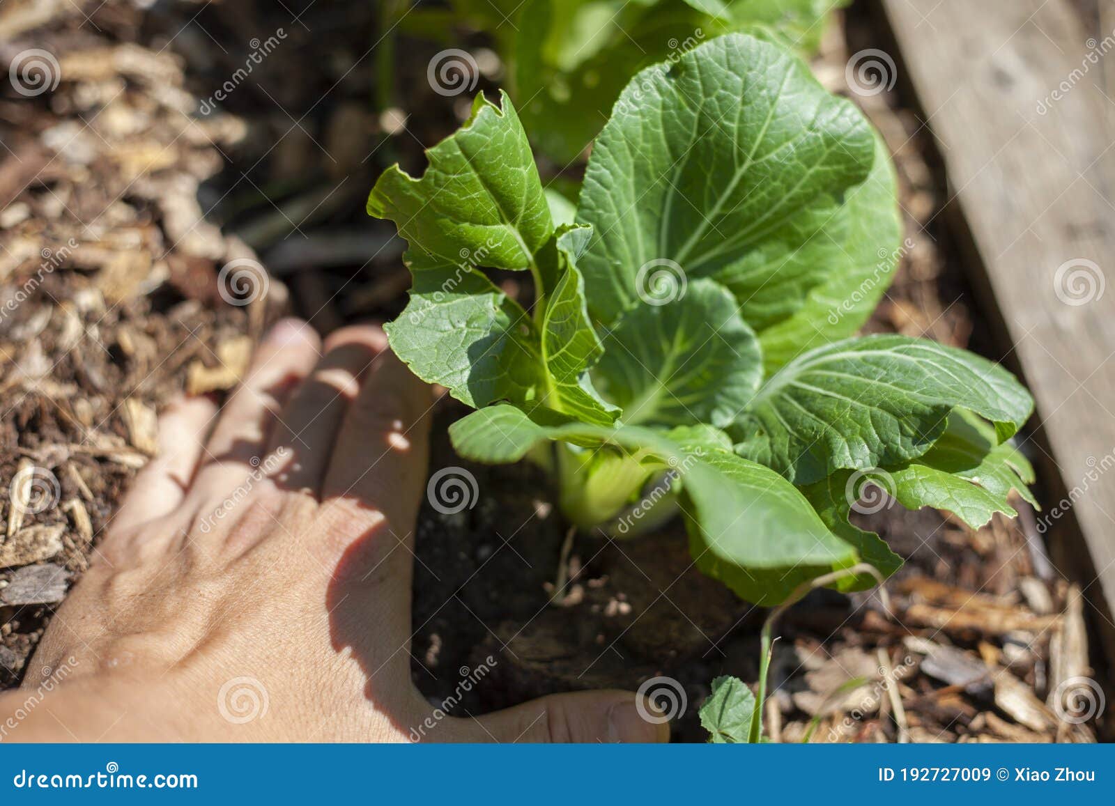 Chinese cabbage plants stock image. Image of seedling - 192727009