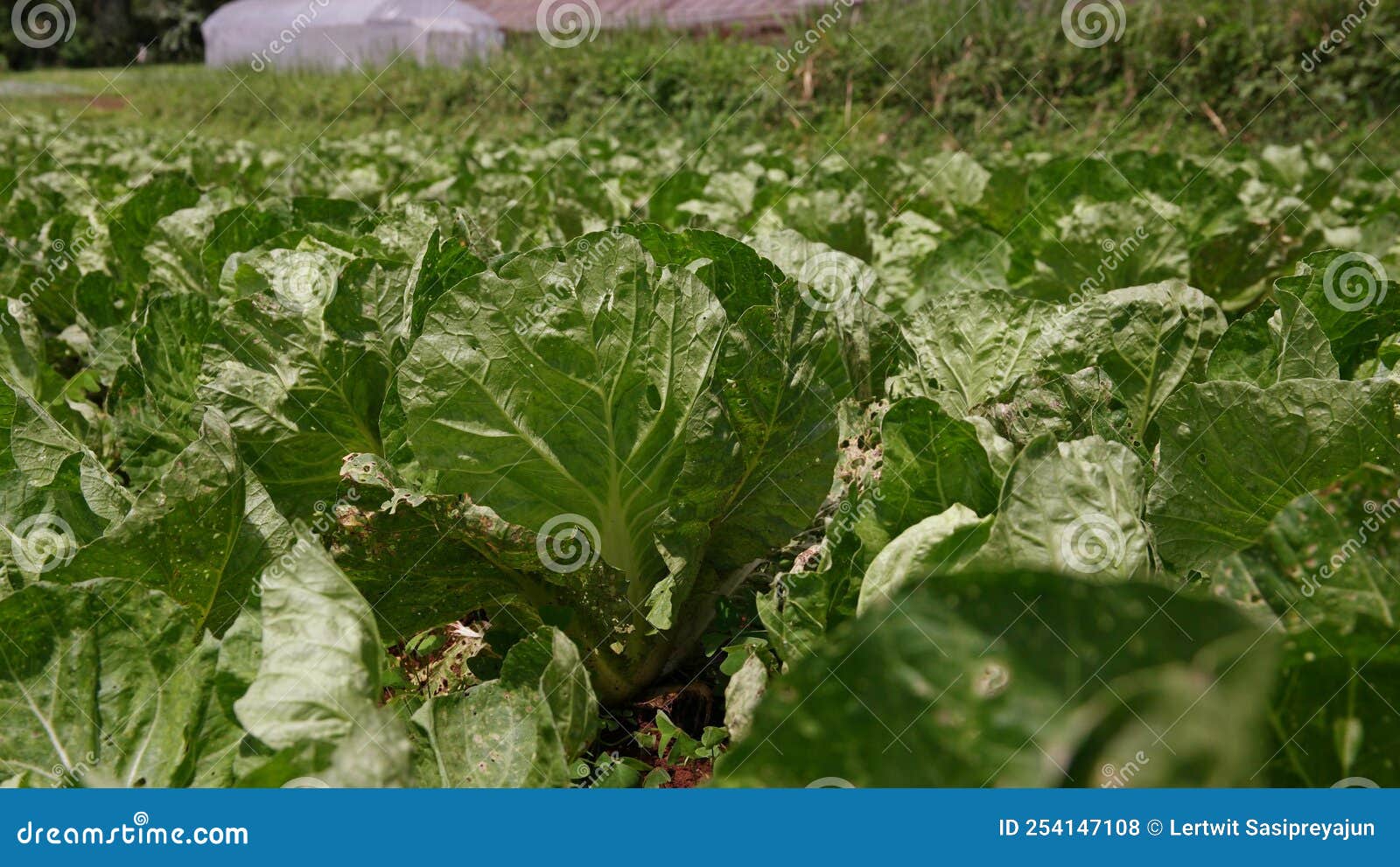 Chinese Cabbage on Production Farm Stock Photo - Image of environment ...