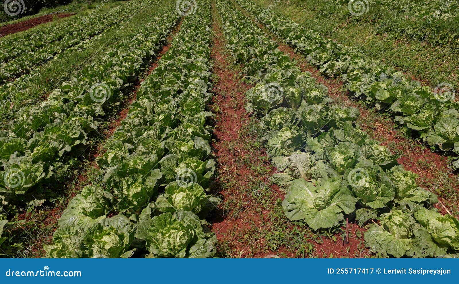 Chinese Cabbage on Production Farm Stock Image - Image of leaf, green ...