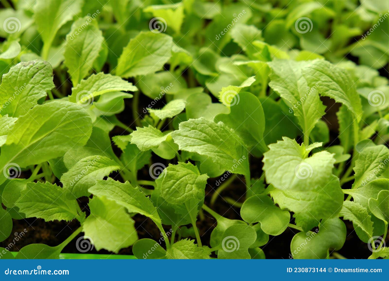 Chinese Cabbage Seedling in Drops of Water.cultivation of Chinese ... Chinese Cabbage Seedling in Drops of Water.cultivation of Chinese ...