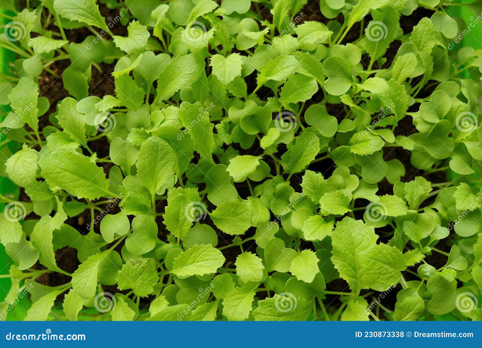 Chinese Cabbage Seedling in Drops of Water.cultivation of Chinese ... Chinese Cabbage Seedling in Drops of Water.cultivation of Chinese ...