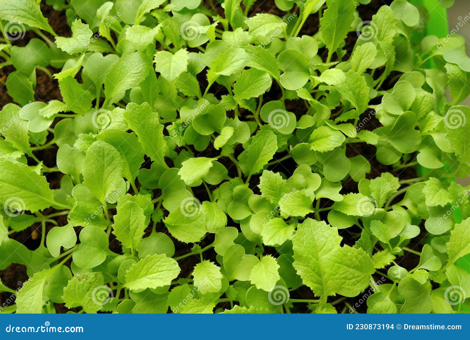 Chinese Cabbage Seedling in Drops of Water.cultivation of Chinese ... Chinese Cabbage Seedling in Drops of Water.cultivation of Chinese ...