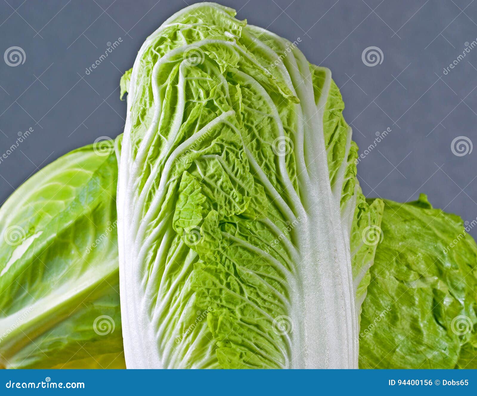 Chinese cabbage stock photo. Image of healthy, plant - 94400156