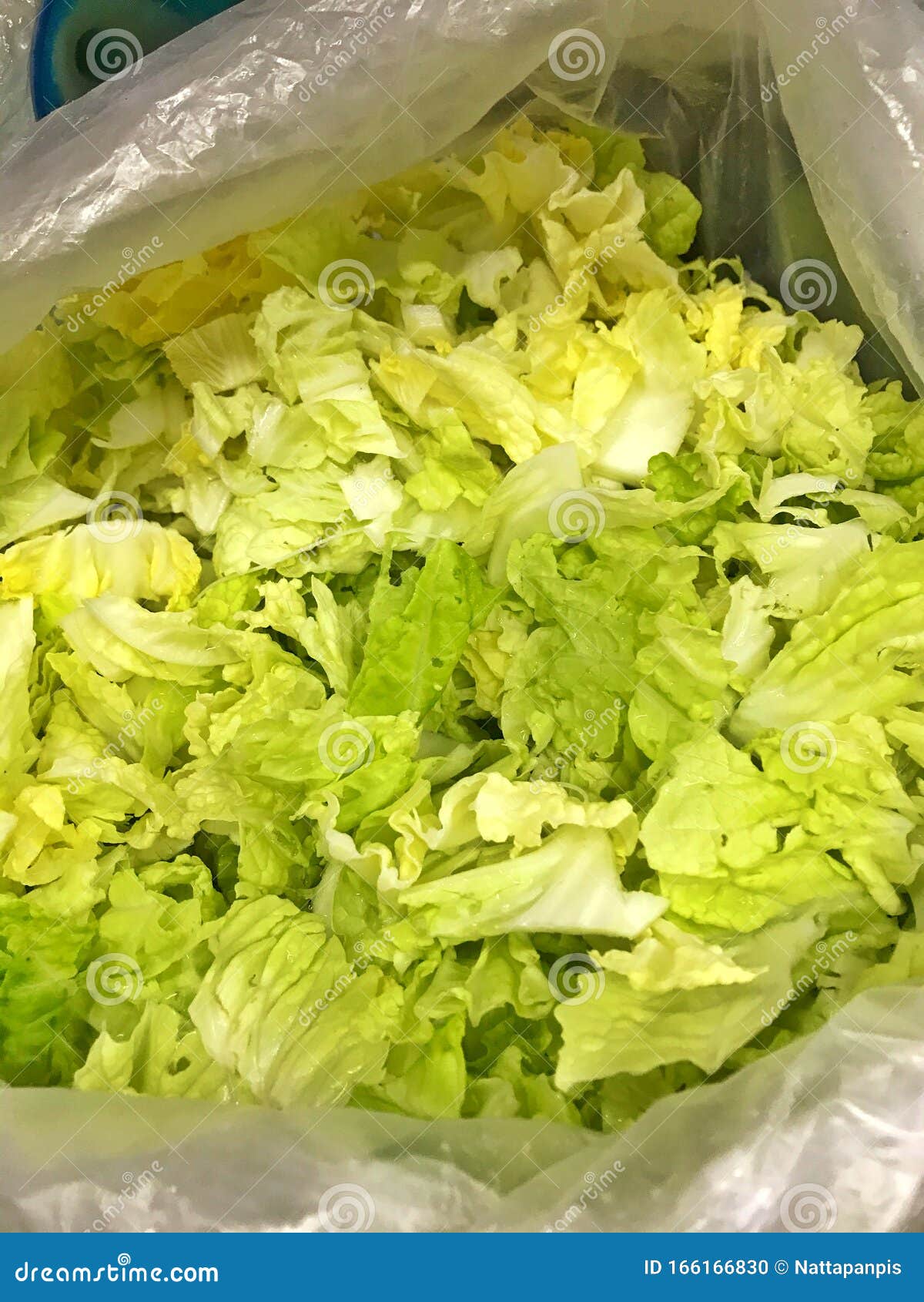 Chinese Cabbage Sliced in a Bag Stock Photo - Image of leaf, organic ...