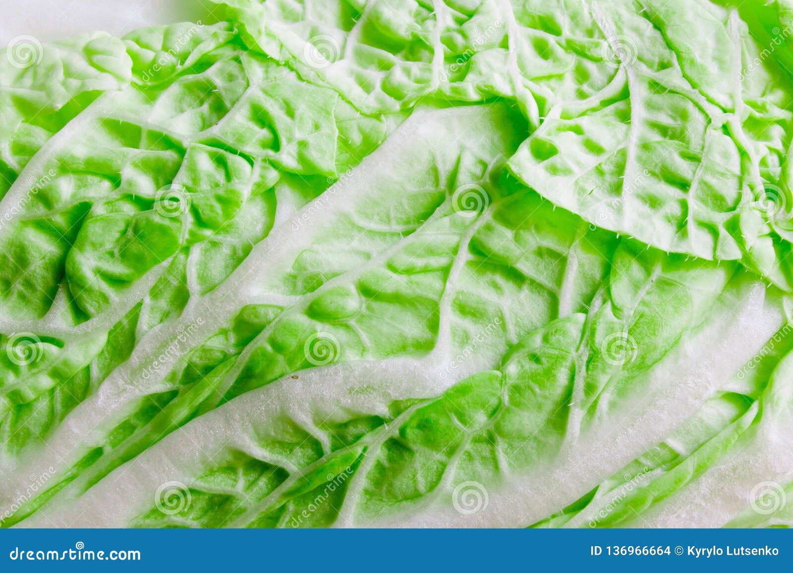Chinese cabbage texture stock photo. Image of food, leaf - 136966664