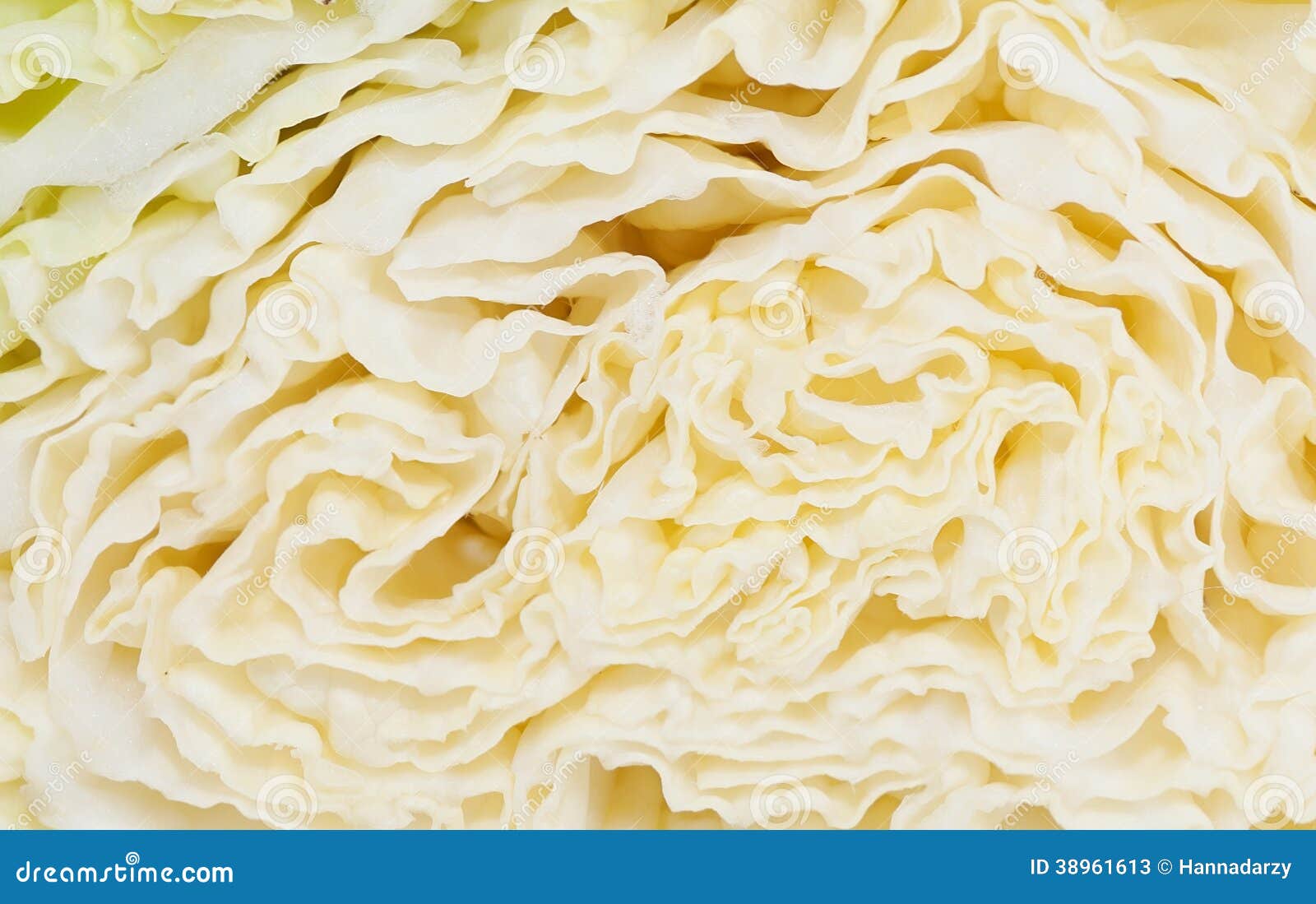 Chinese cabbage texture stock image. Image of greens - 38961613