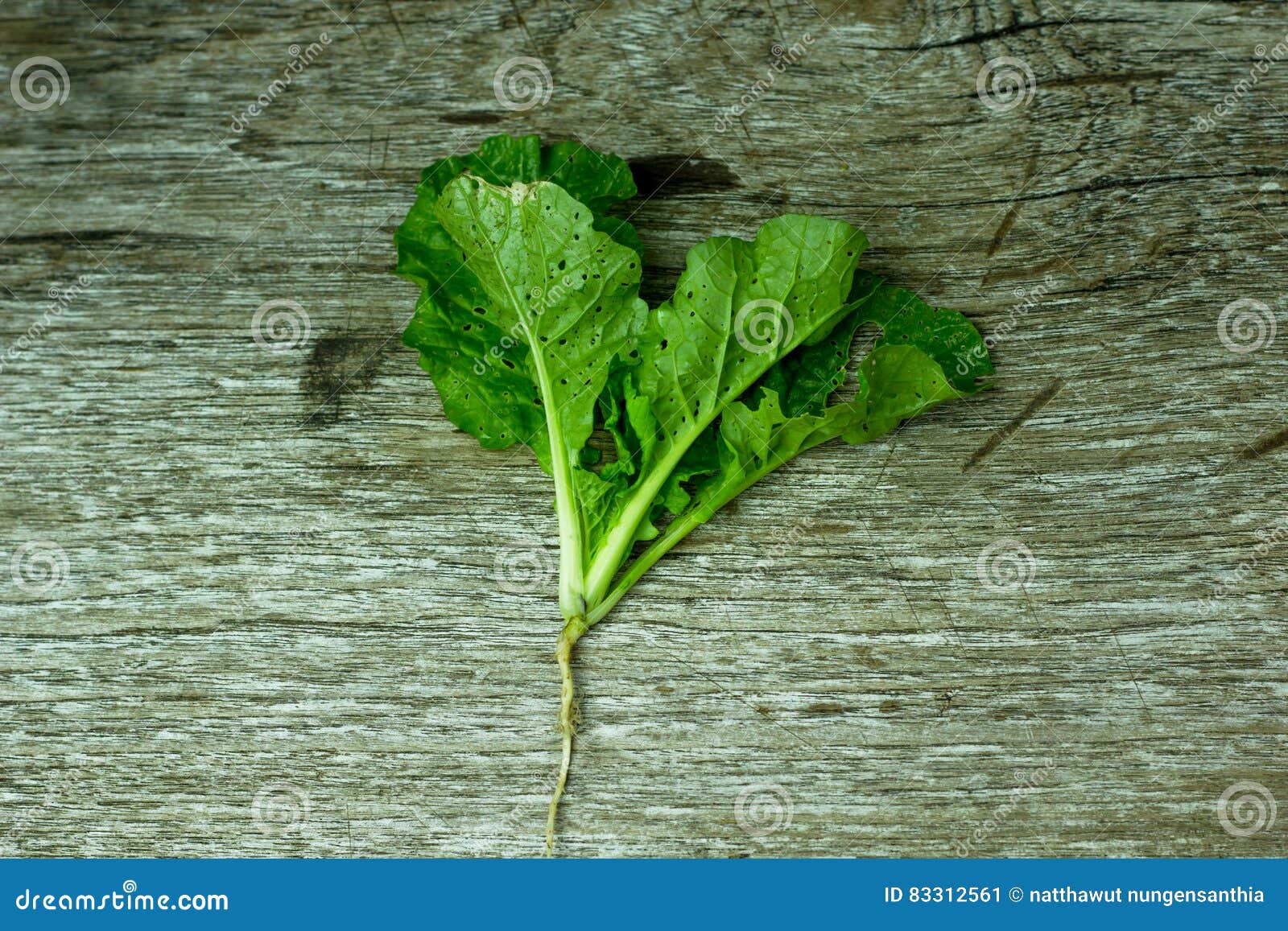 Chinese Cabbage Tree in a Wood Background Stock Image - Image of plant ...