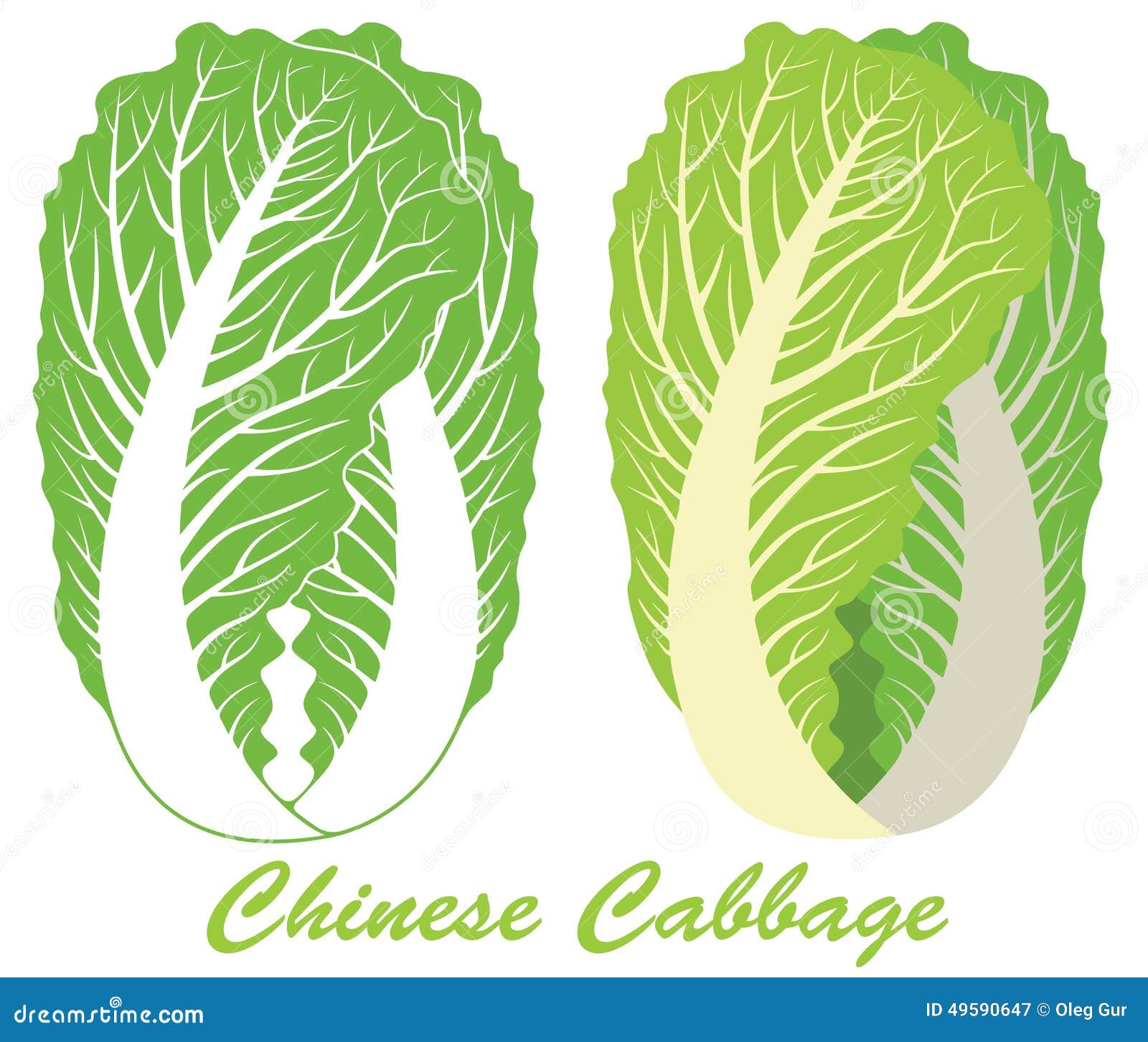 Chinese Cabbage. Vector Drawing | CartoonDealer.com #67648059