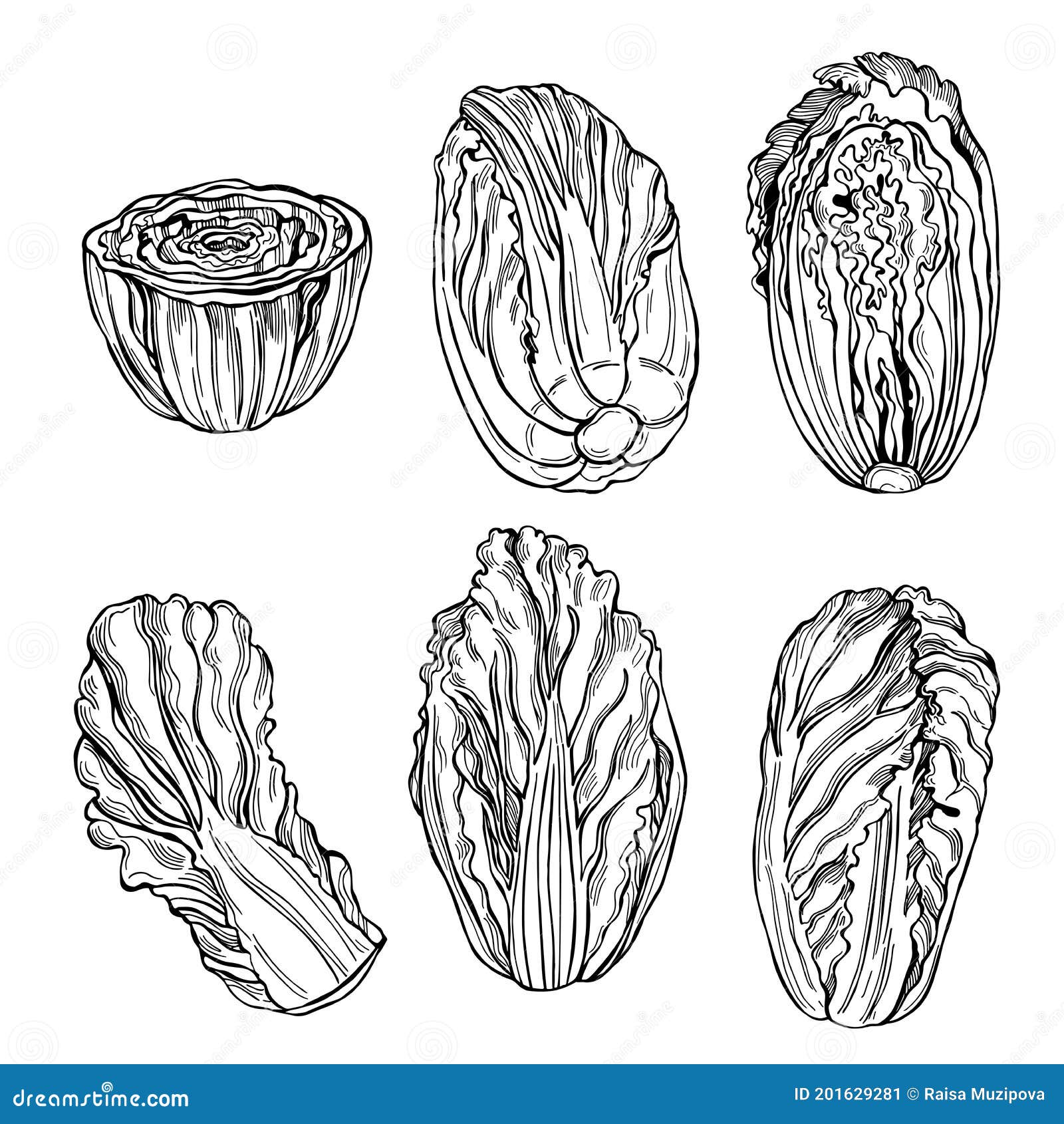 Chinese Cabbage. Vector Illustration Stock Vector - Illustration of ...