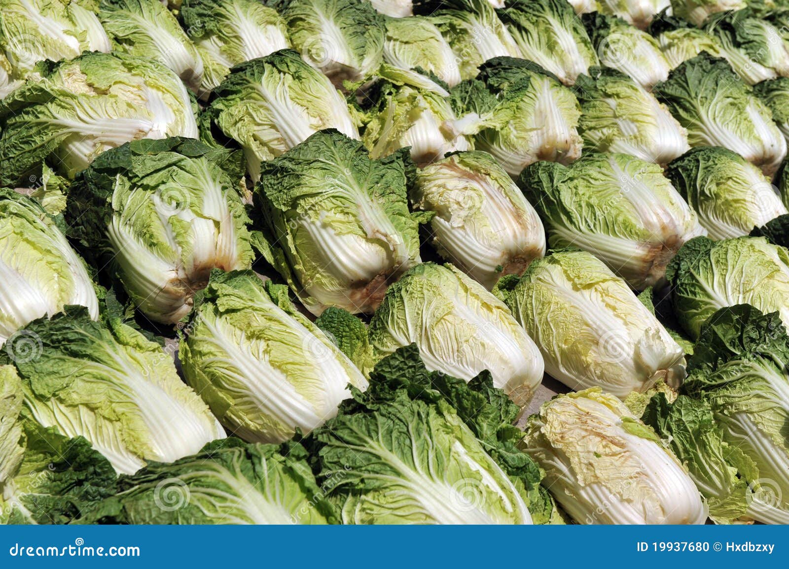 Chinese cabbage vegetable stock photo. Image of chinese - 19937680