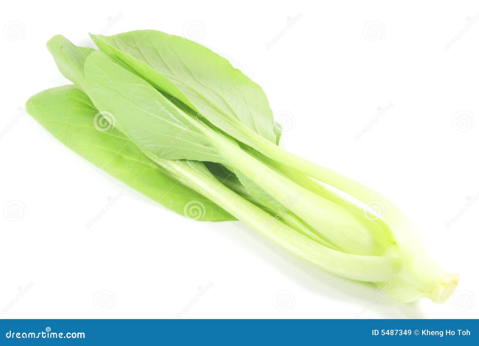 Chinese Cabbage Vegetable stock image. Image of dish, healthy - 5487349
