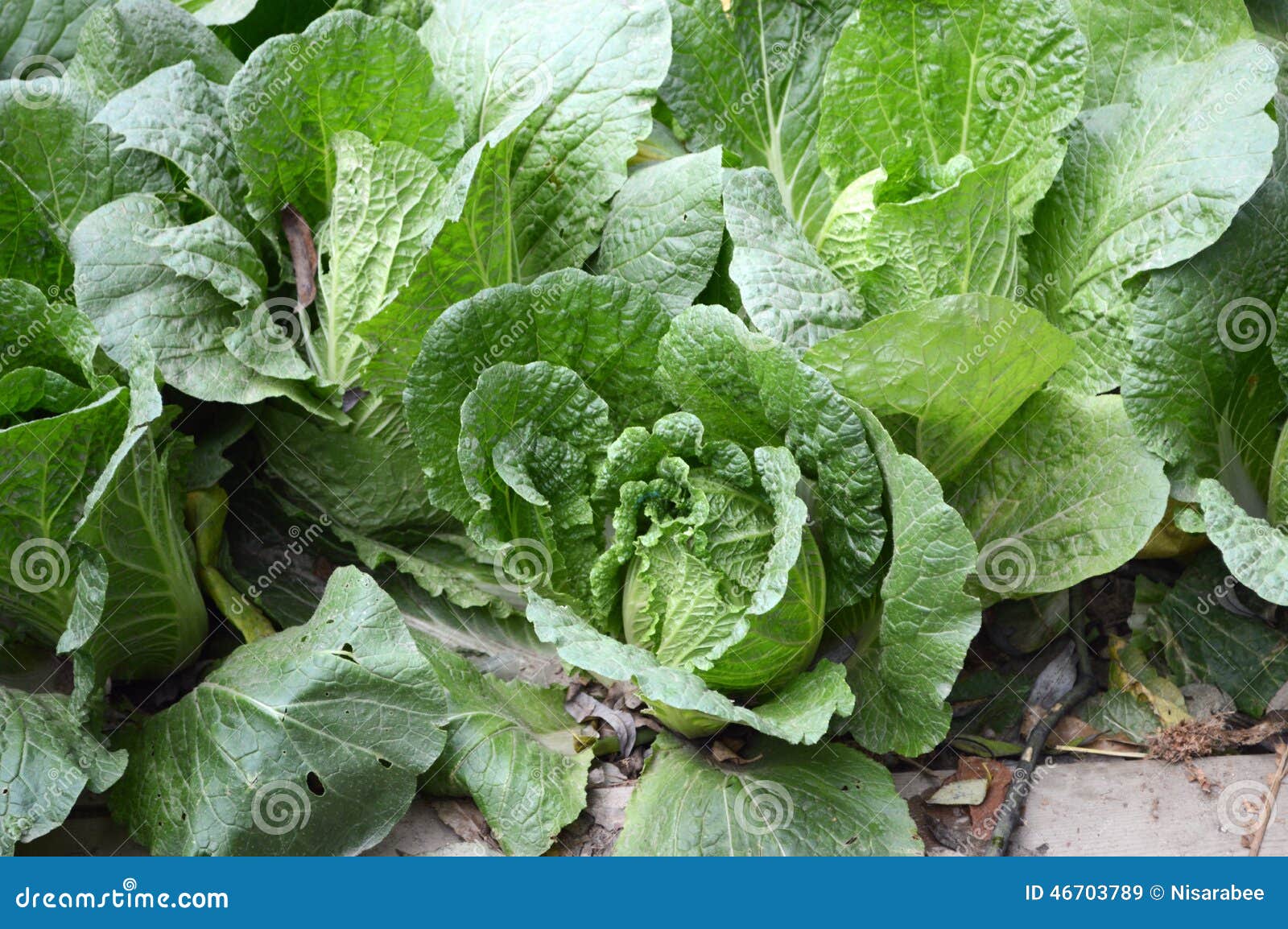 Chinese cabbage vegetable editorial stock image. Image of chinese ...