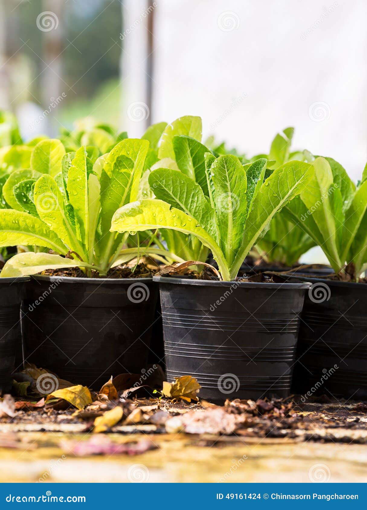 Chinese cabbage vegetable stock photo. Image of spring - 49161424