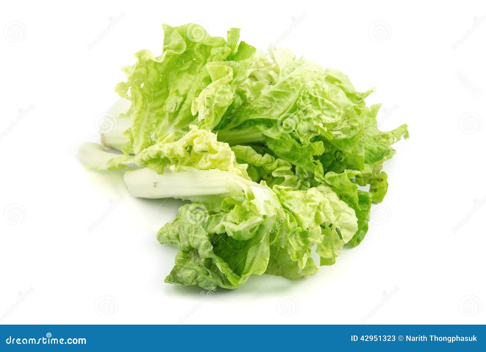 Chinese cabbage vegetable stock image. Image of diet - 42951323