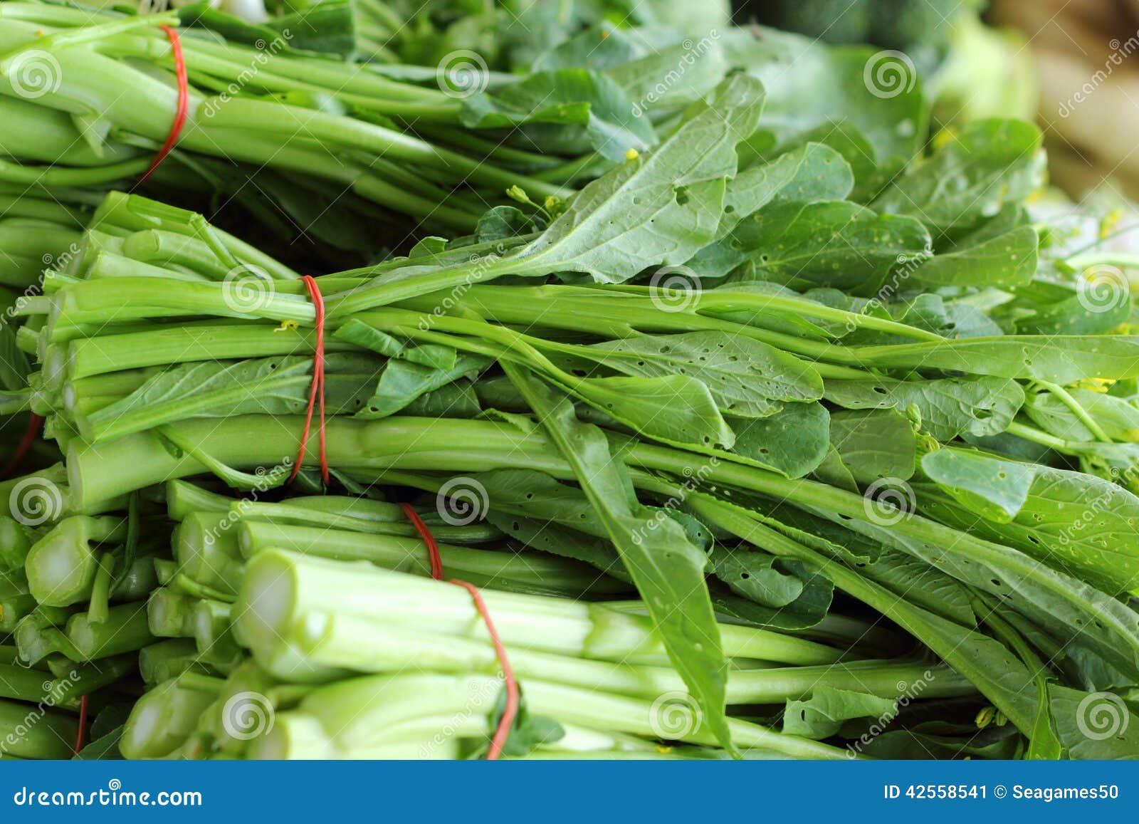 Chinese Cabbage Vegetables (Brassica Chinensis) Stock Image - Image of ...