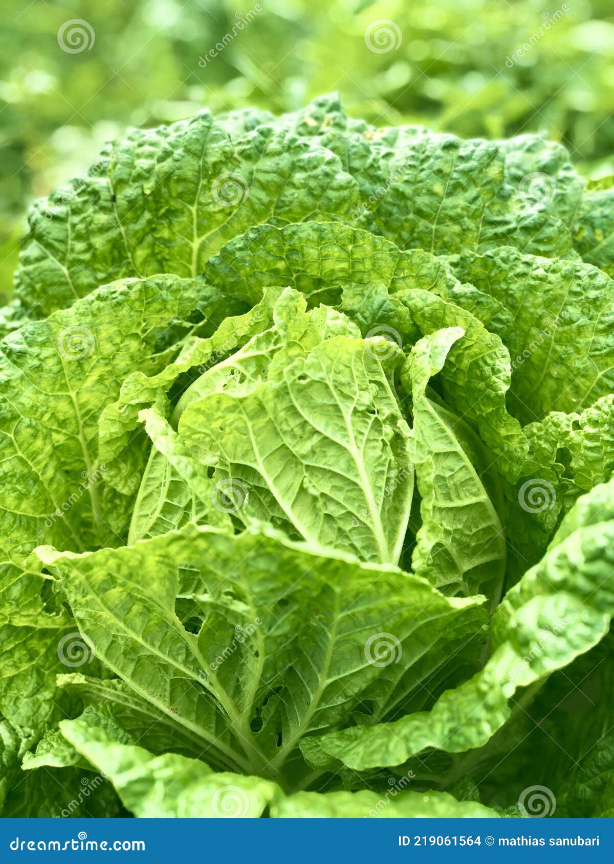 Chinese cabbage stock photo. Image of foods, vegetables - 219061564