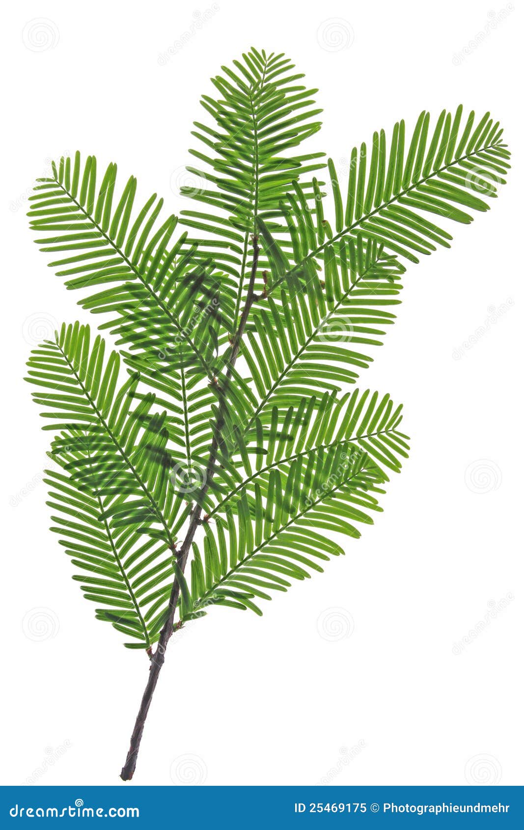 Chinese Californische Sequoia Stock Afbeelding - Image of ...