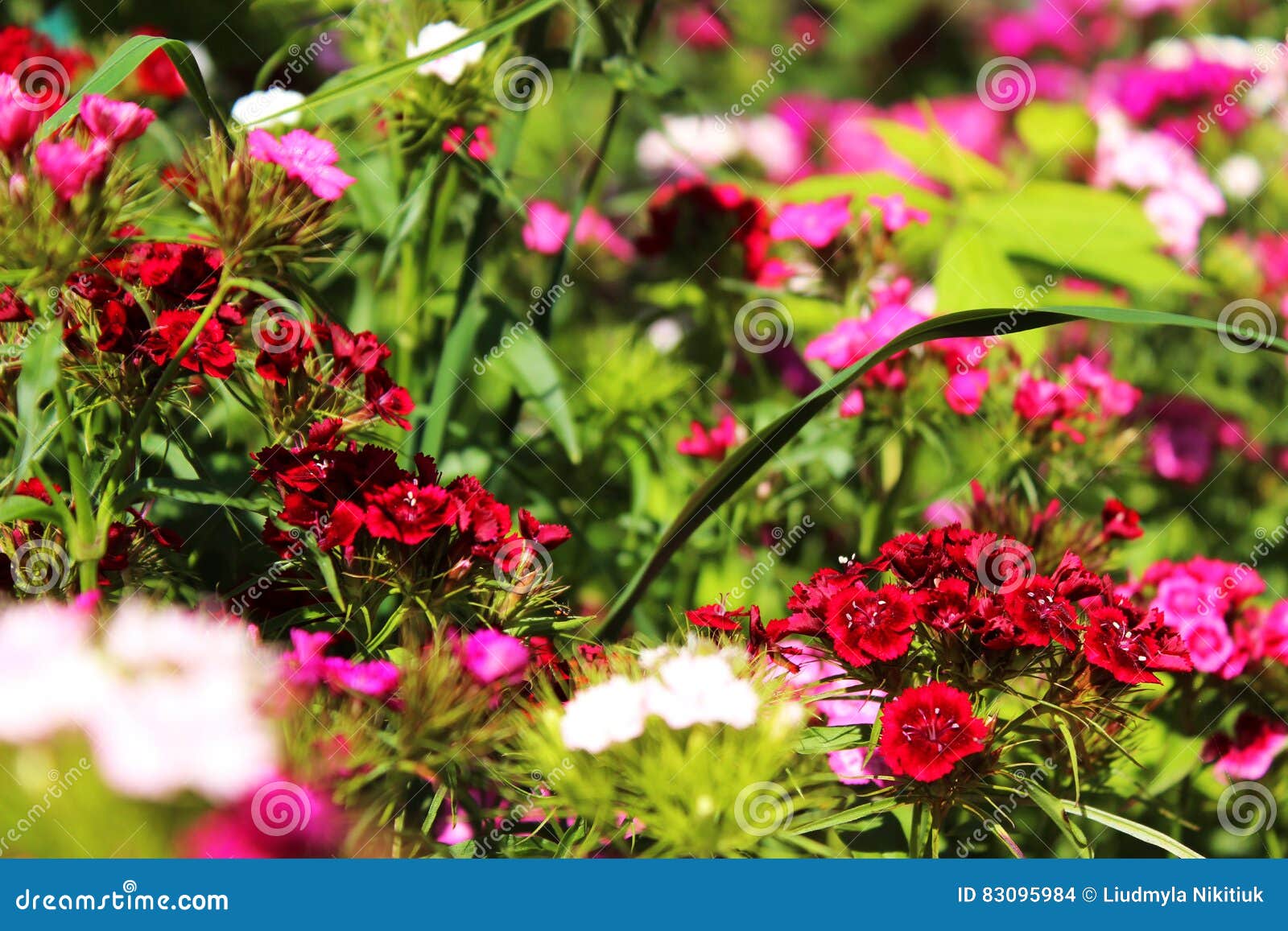 Chinese Carnation in the Garden. Flowering Carnations Stock Photo ...