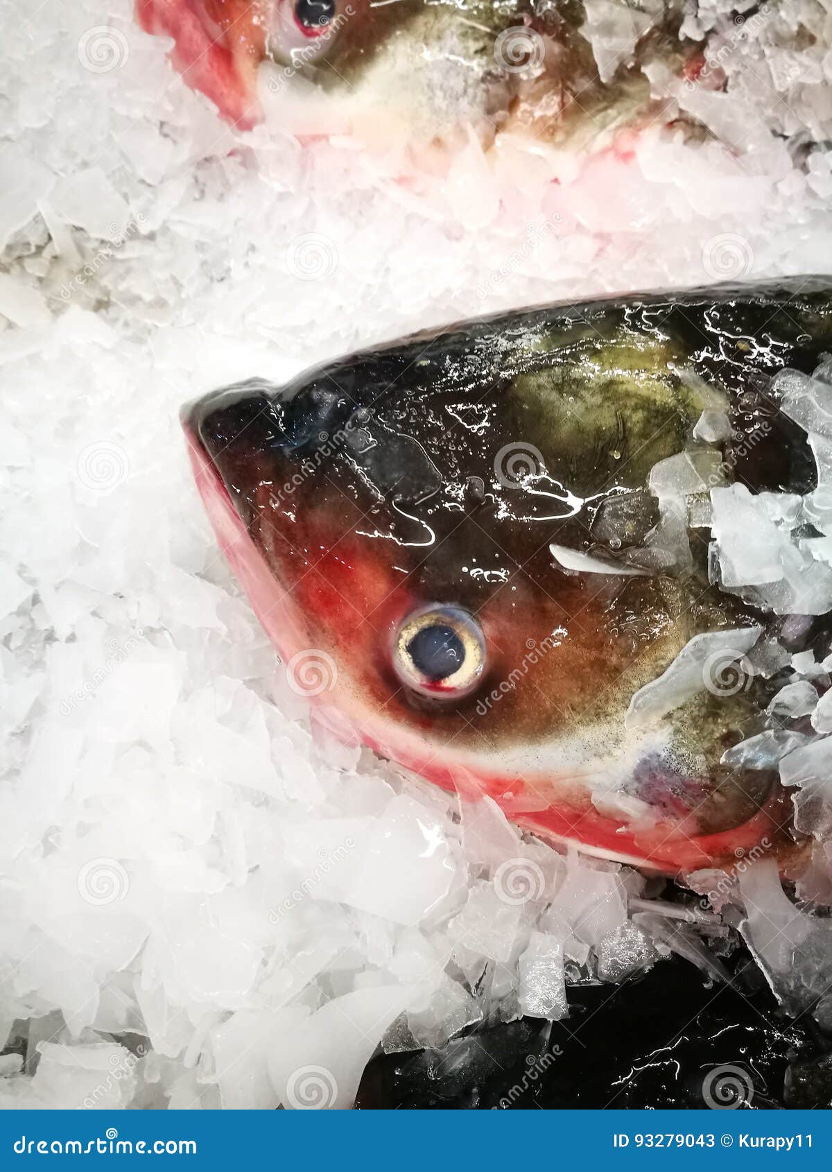 Chinese Carp fish stock image. Image of water, fancy - 93279043