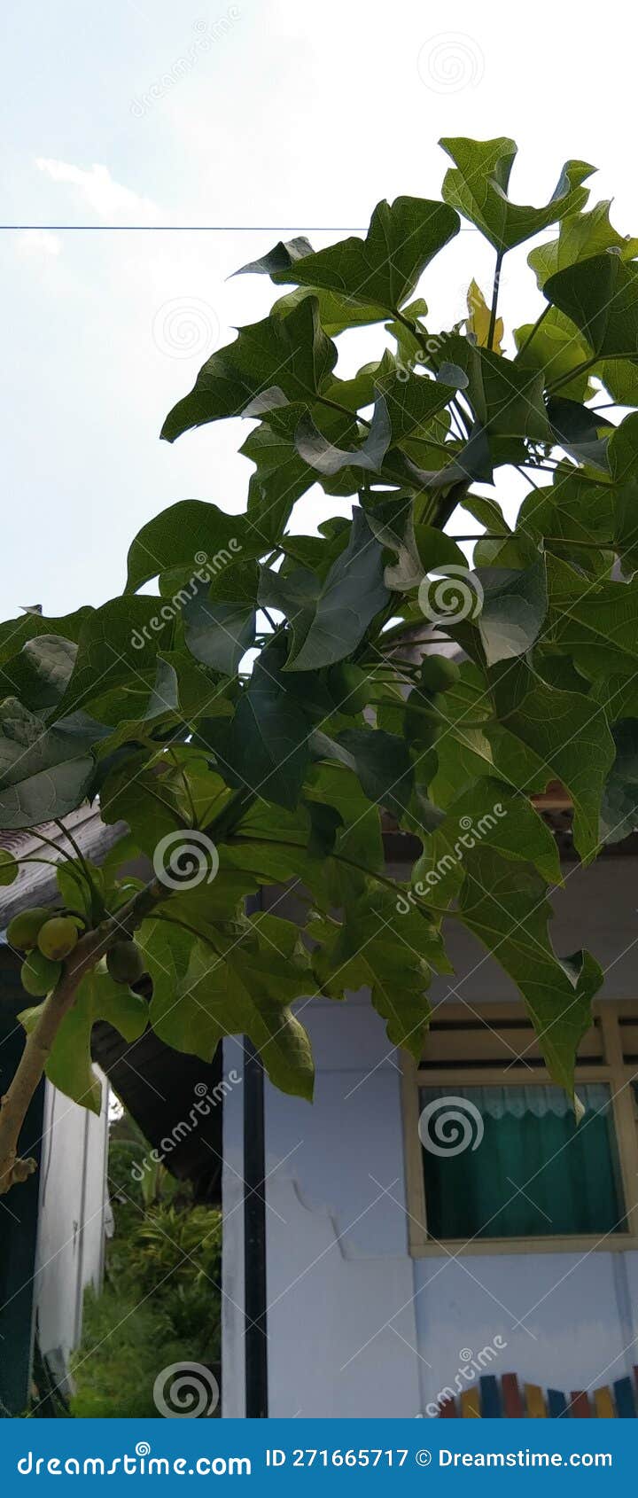 Castor Tree Leaves, Castor Leaf, Flowering Ricinus Communis. Red Round ...