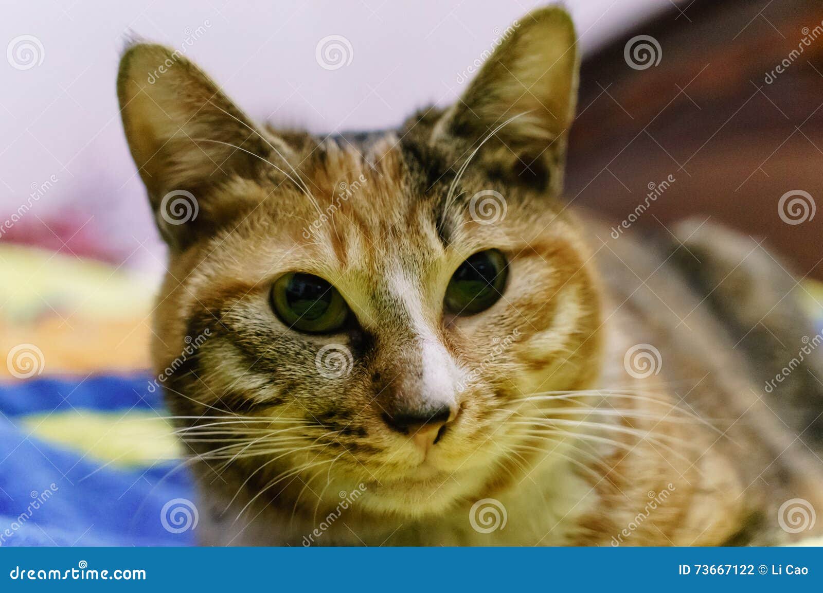 Chinese cat - Dragon-Li stock photo. Image of chinese - 73667122