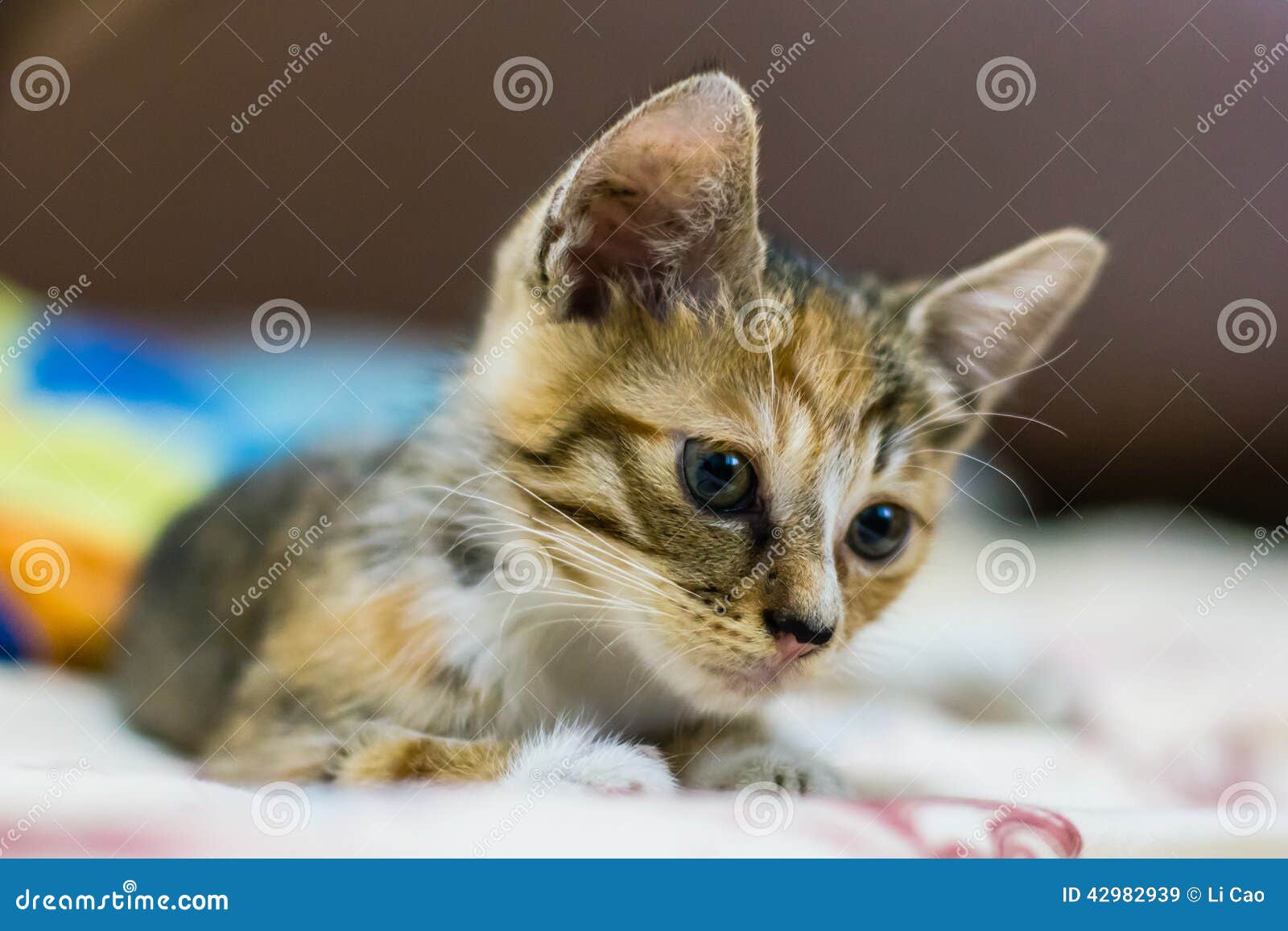 Chinese cat - Dragon-Li stock image. Image of mammal - 42982939