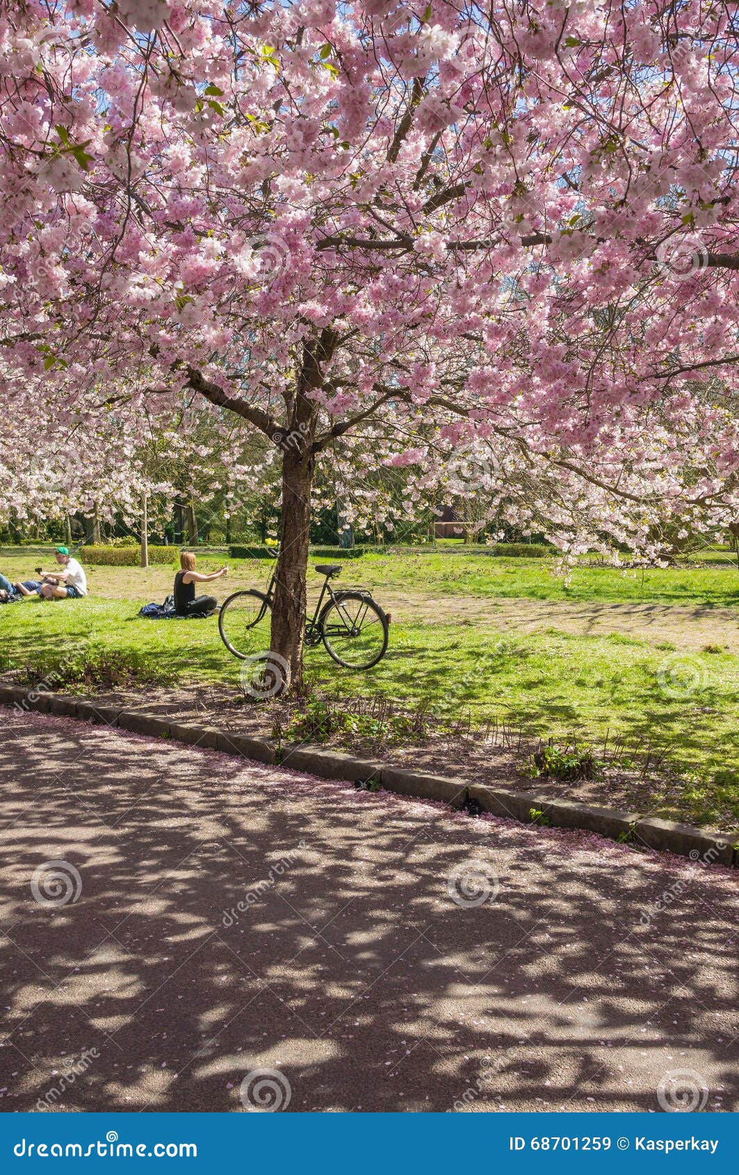 Chinese cherry tree editorial stock image. Image of blue - 68701259
