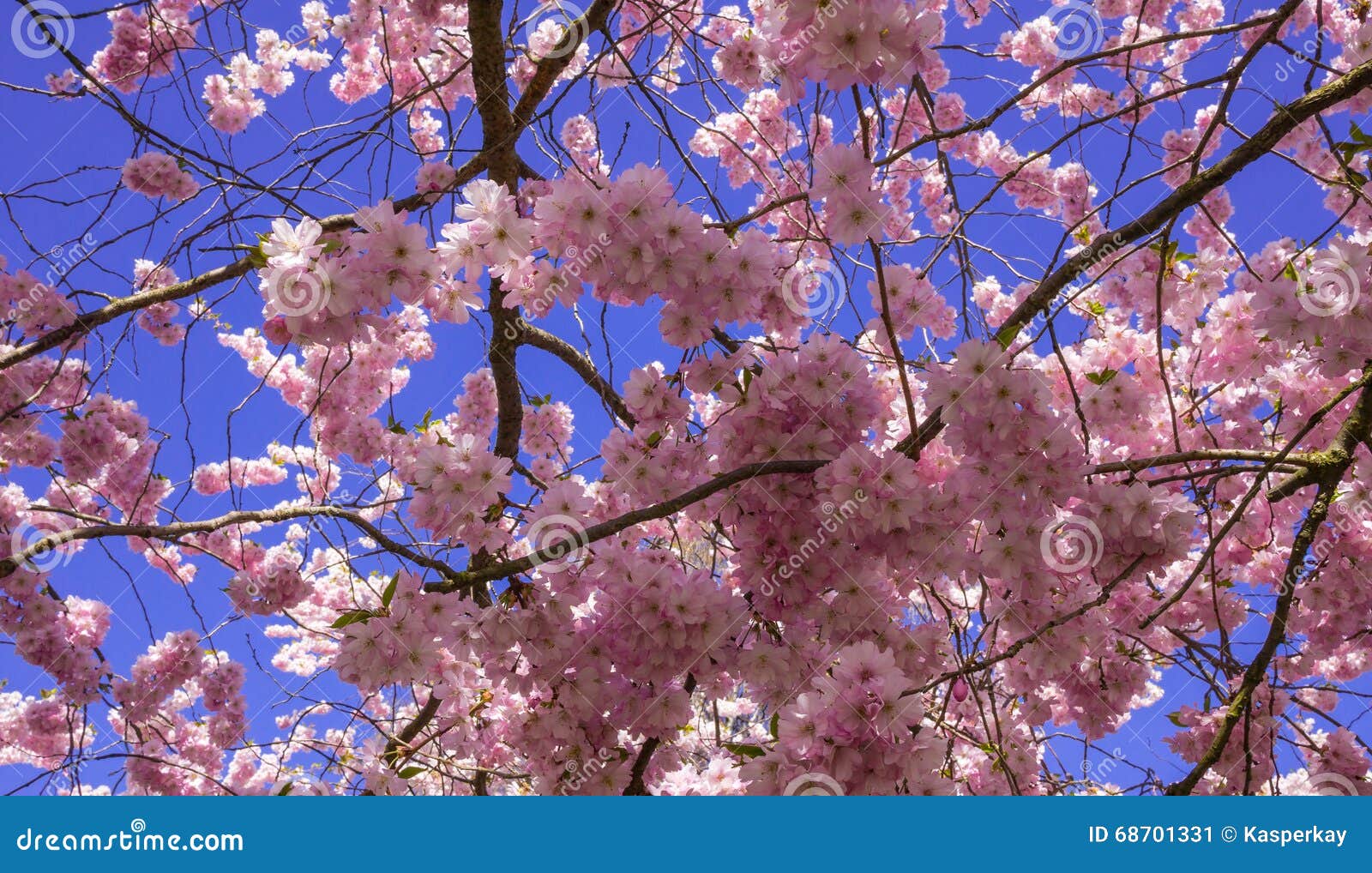 Chinese cherry tree stock image. Image of flower, festival - 68701331