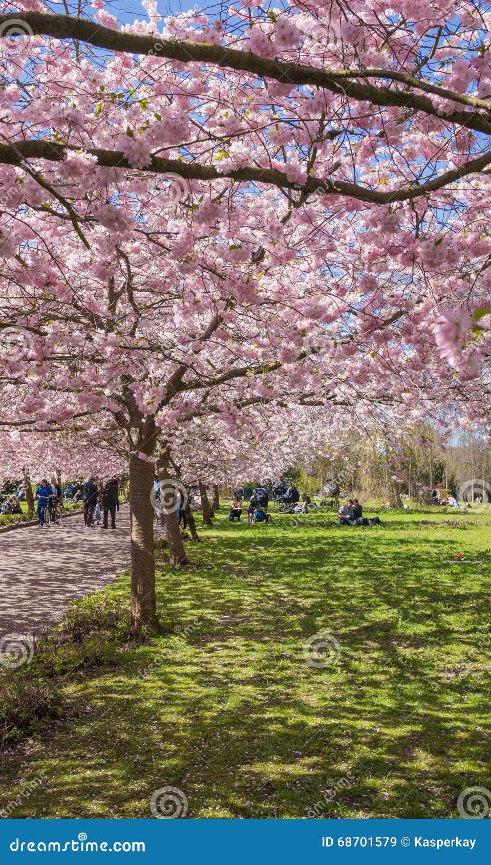 Chinese cherry tree stock image. Image of enrollment - 68701579