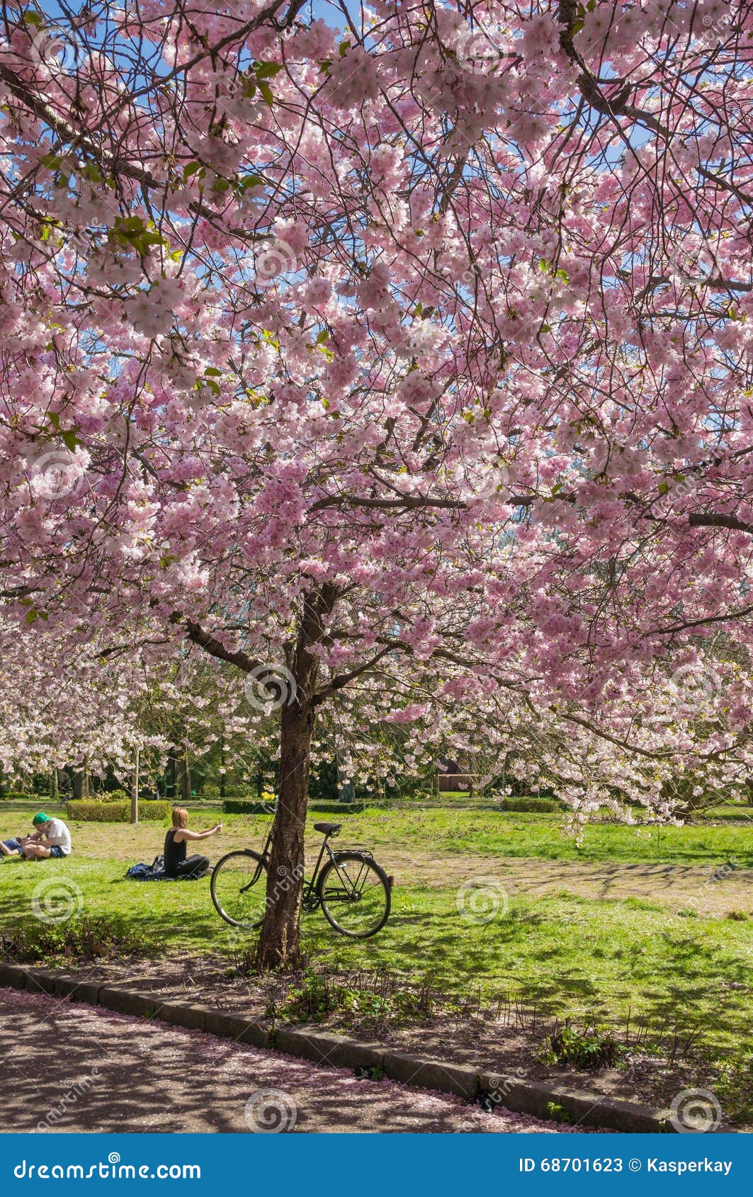 Chinese cherry tree editorial stock photo. Image of freshman - 68701623