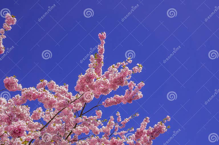 Chinese cherry tree stock photo. Image of color, blossom - 68701626