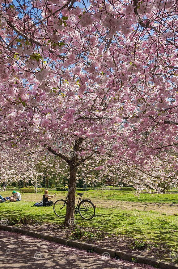 Chinese cherry tree stock photo. Image of beauty, copy - 68702004